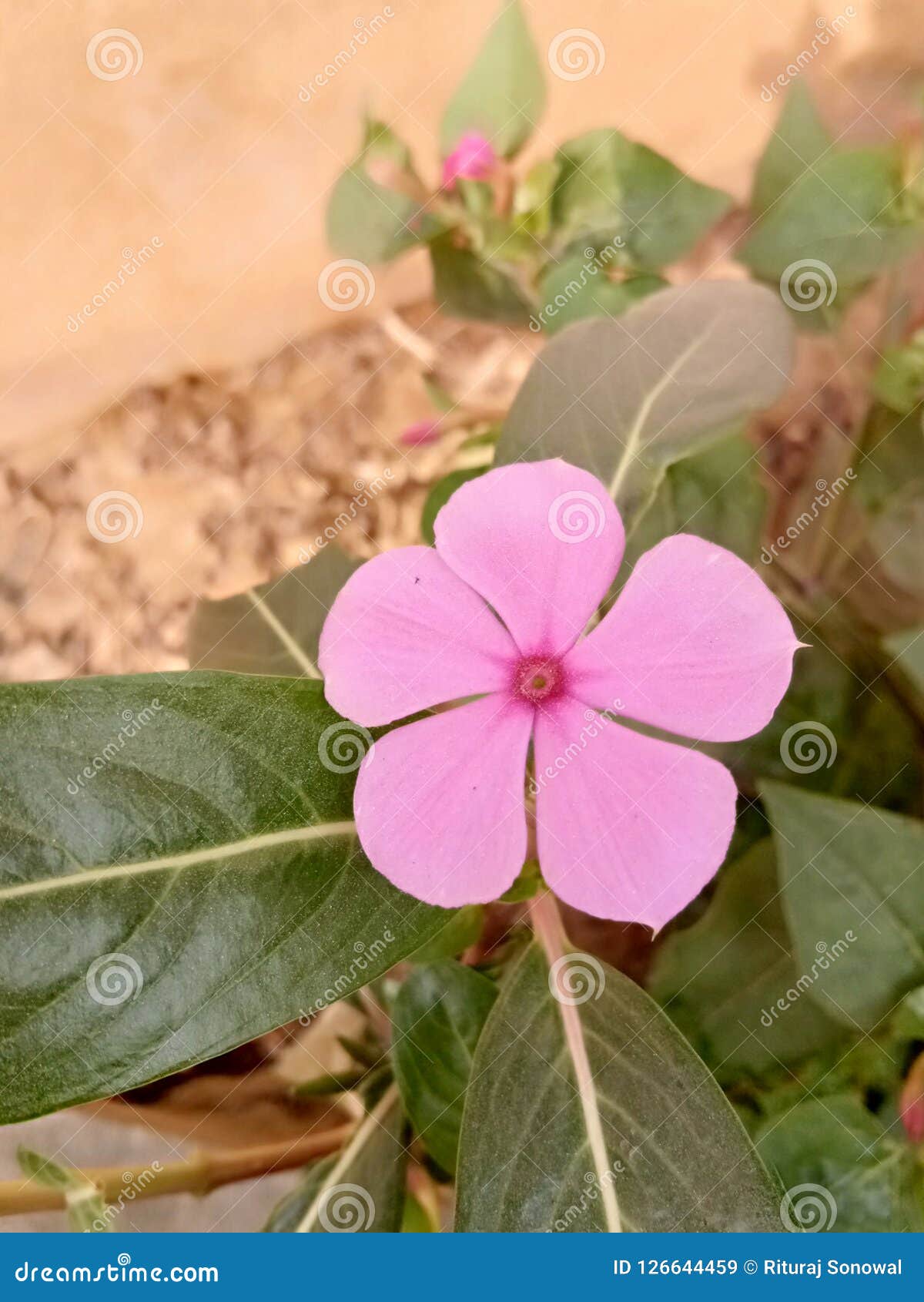 Periwinkle stock image. Image of herbs, periwinkle, medicinal - 126644459