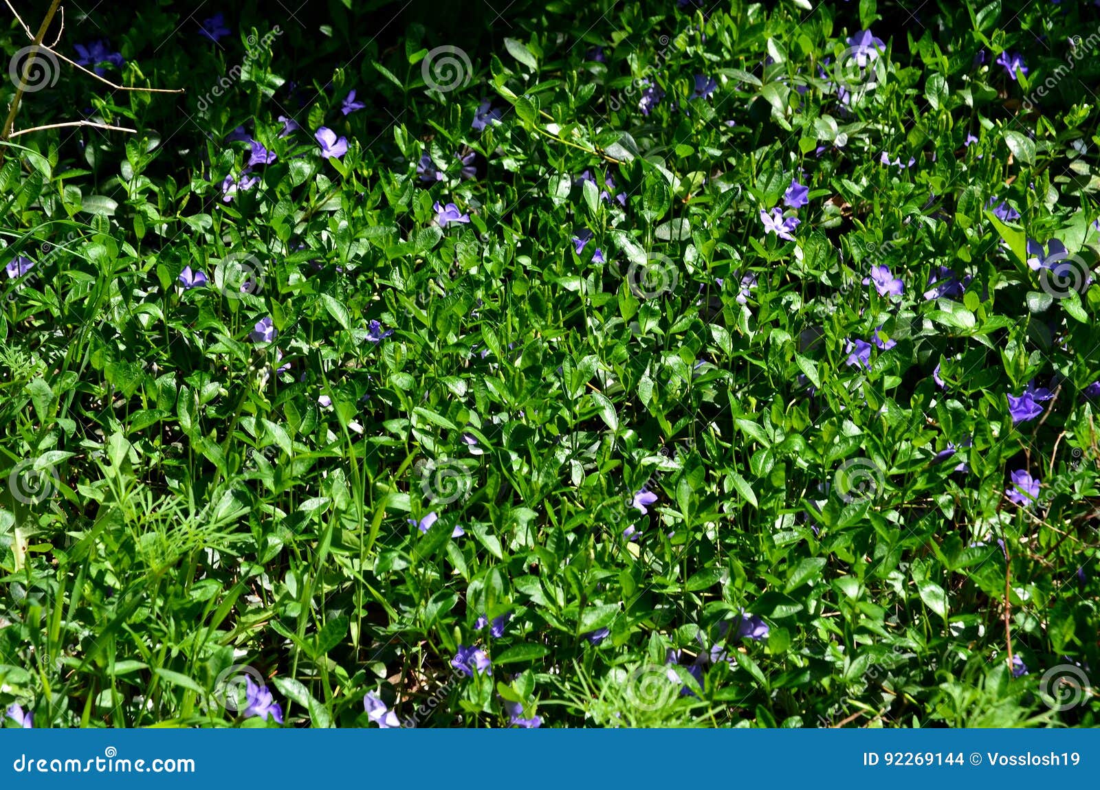Periwinkle perch. stock photo. Image of shrub, flowers - 92269144