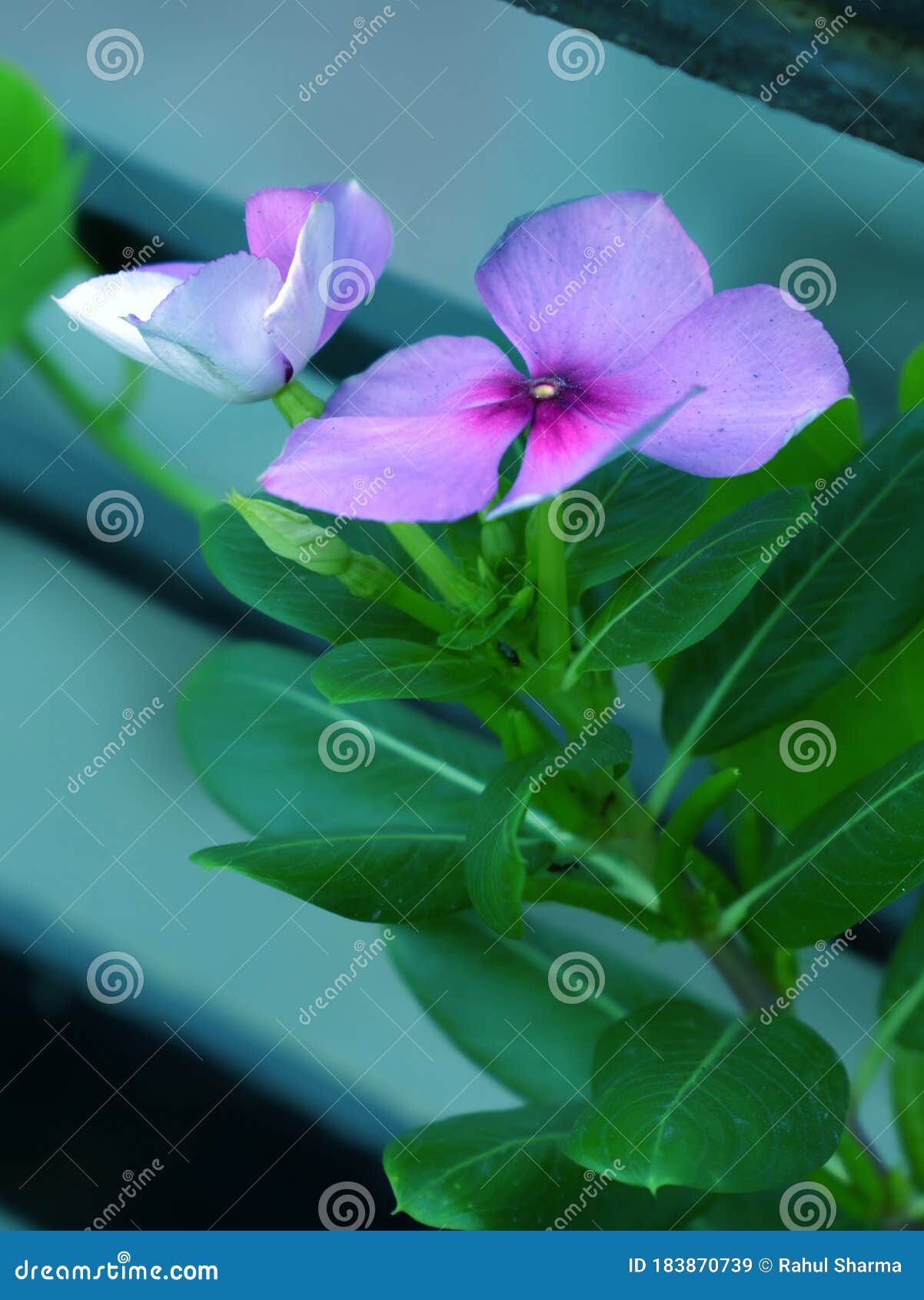 Periwinkle in pink colour stock image. Image of plant - 183870739