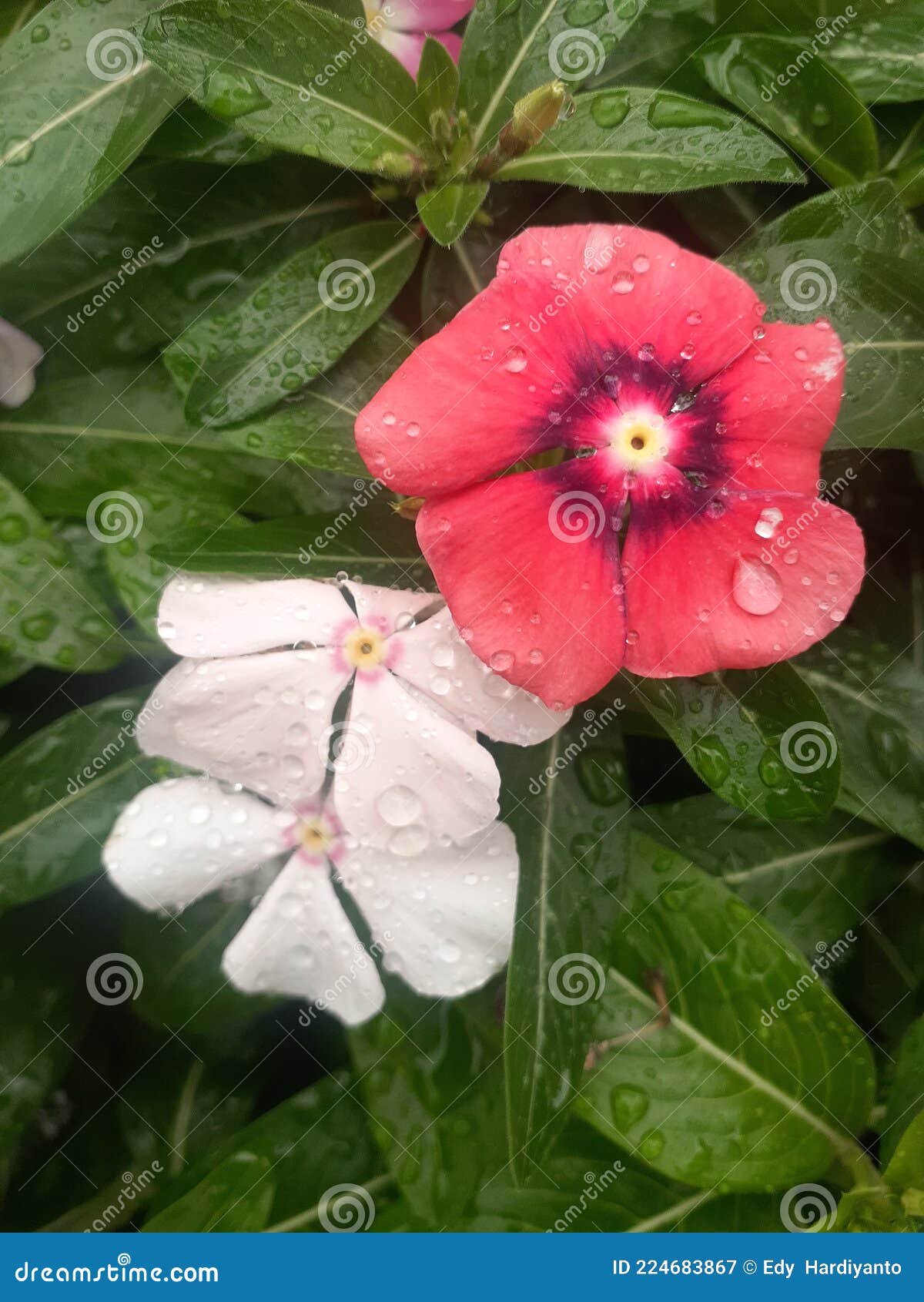 Periwinkle of Red and White Stock Image - Image of ornamental, beauty ...