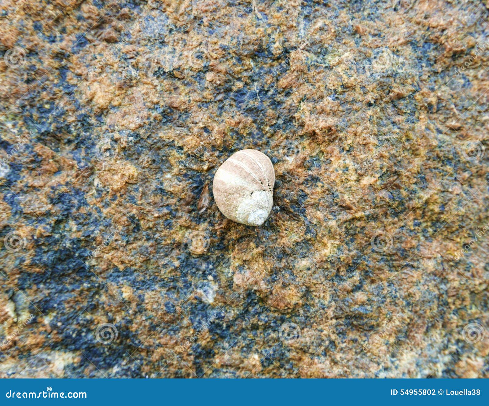 Periwinkle on Rock stock photo. Image of common, snail - 54955802