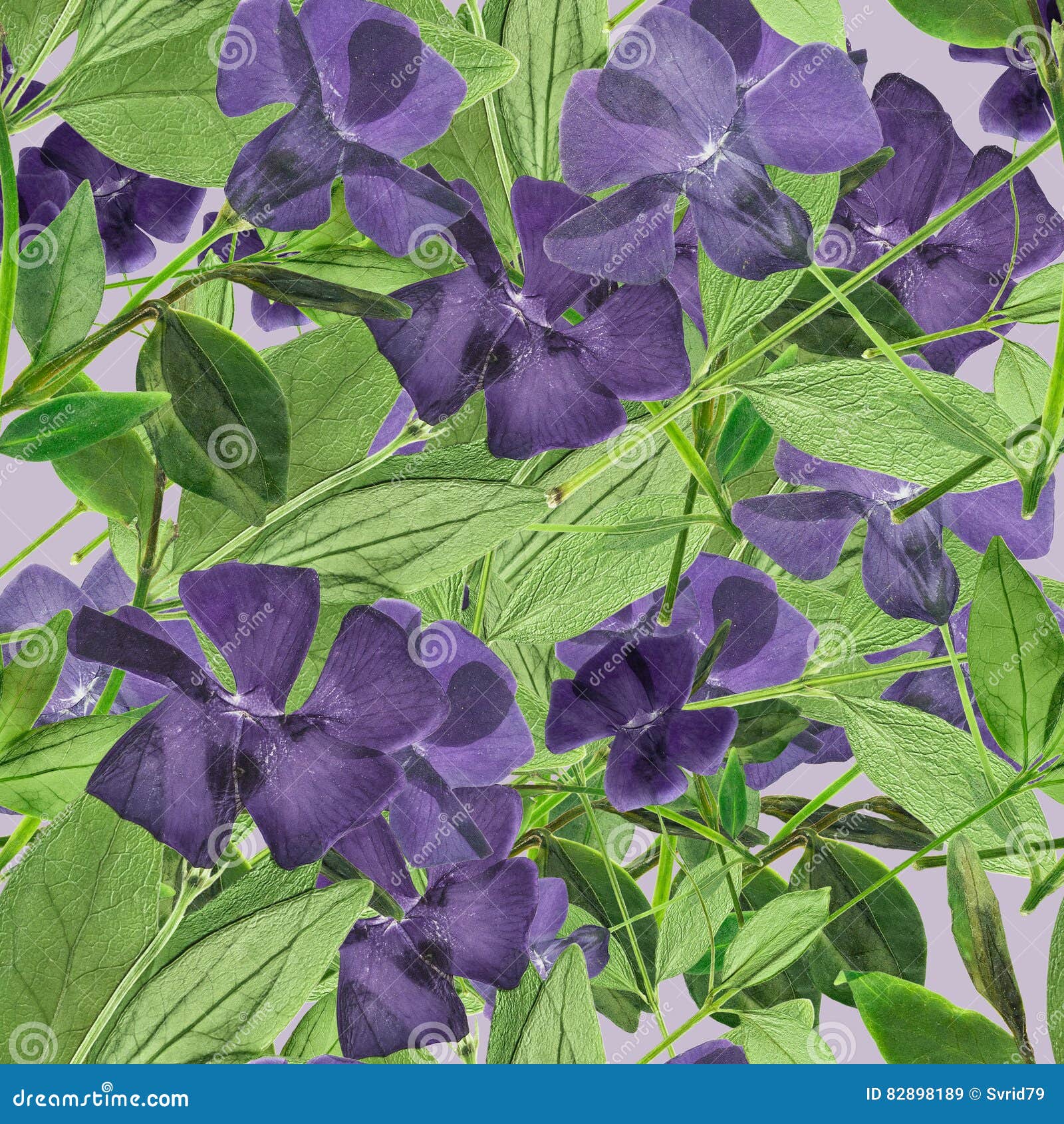 Periwinkle. Seamless Pattern Texture of Pressed Dry Flowers. Stock ...