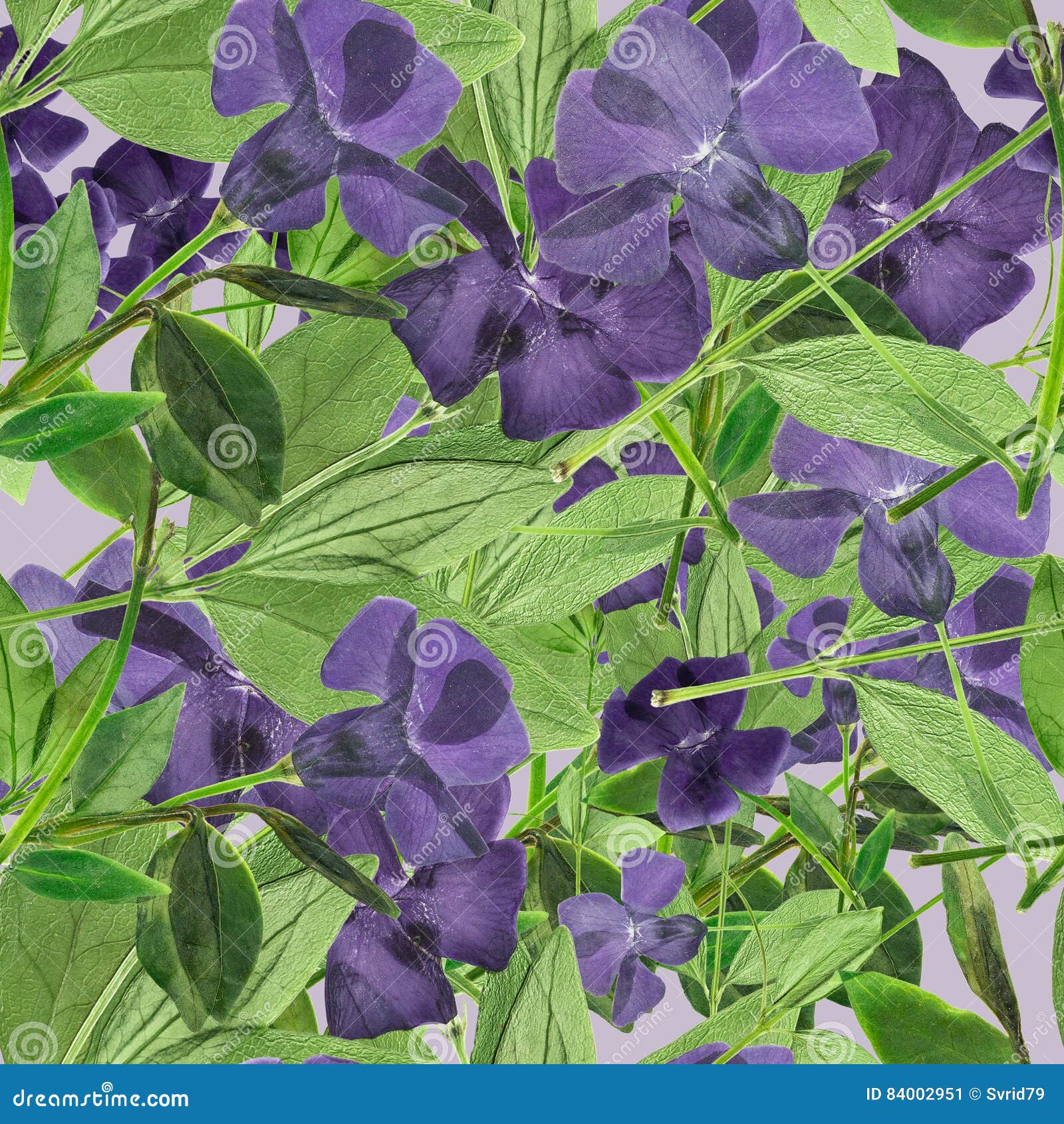 Periwinkle. Seamless Pattern Texture of Pressed Dry Flowers. Stock ...