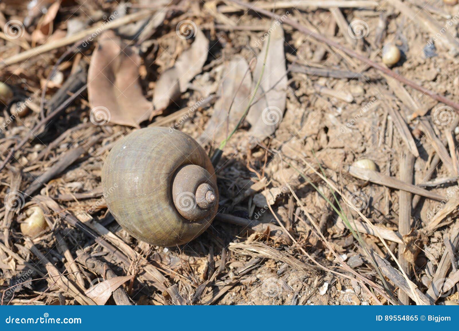 Periwinkle Shell on Dry Ground. Stock Image - Image of gastropod ...