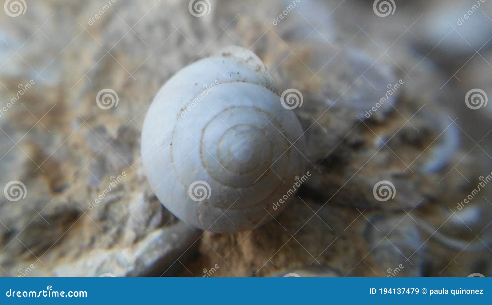 Periwinkle Shell Spiral Forms Stock Image - Image of food, amphibian ...
