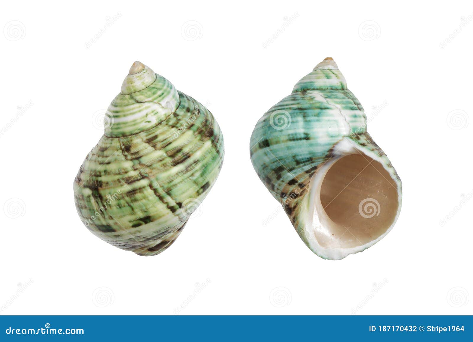 Periwinkle Shells Blue Green on White with Clipping Path Stock Photo ...
