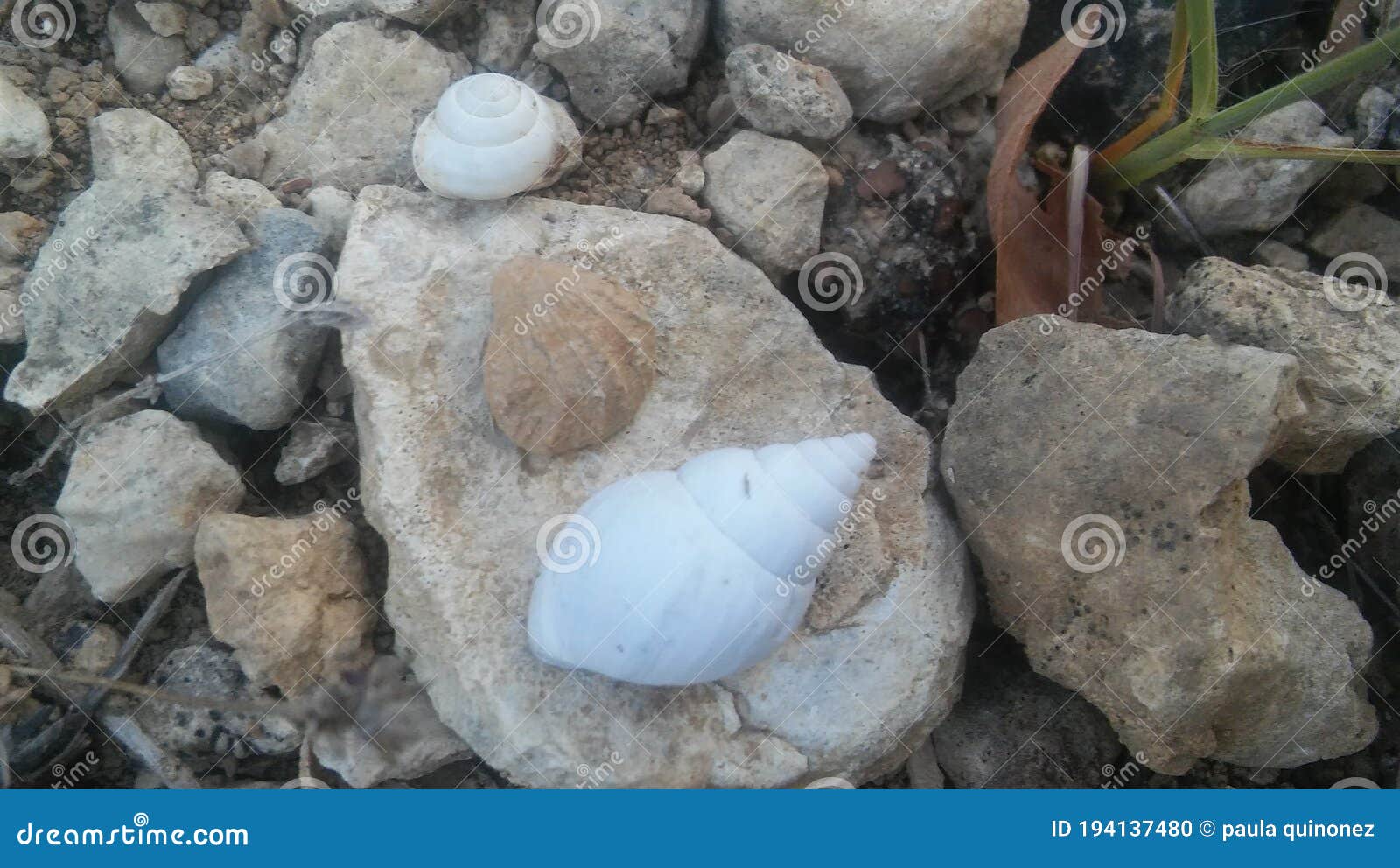 Periwinkle Shells and a Petrified Oyster Shell Stock Photo - Image of ...