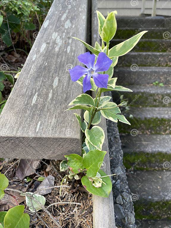 Periwinkle Star Flower Blossom Stock Image - Image of flower, nature ...