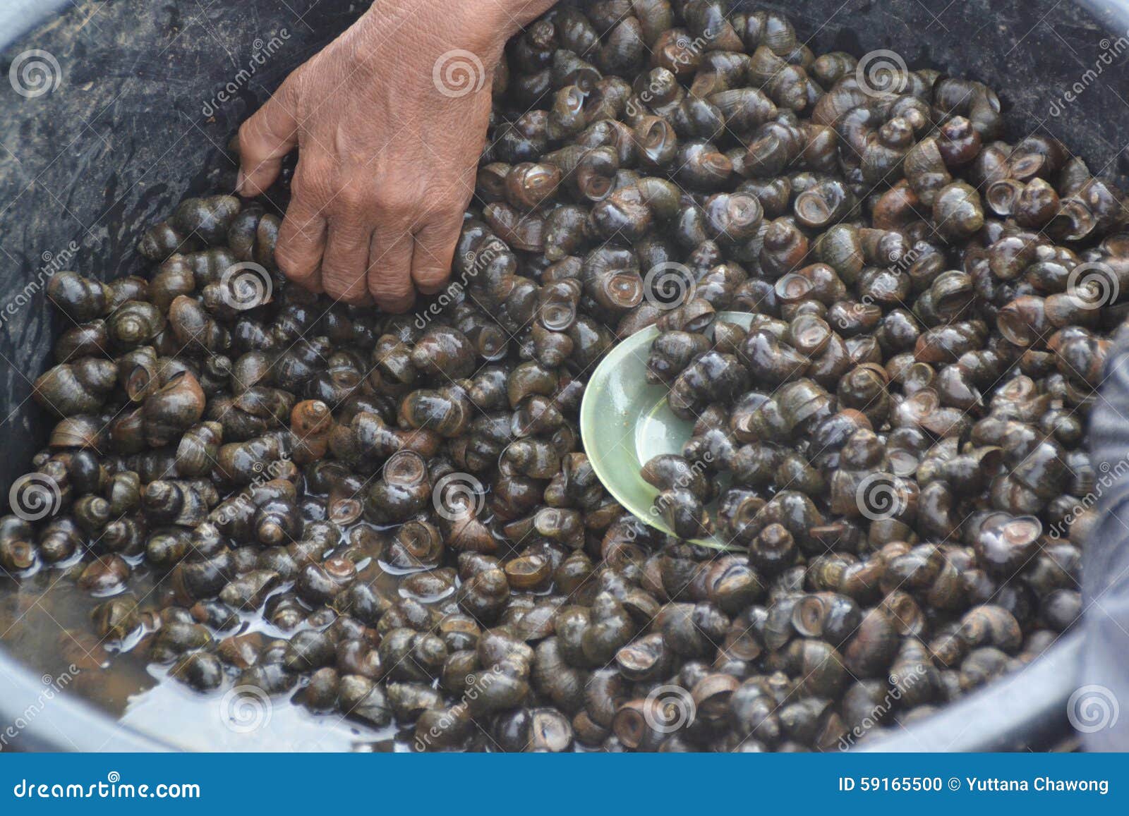 Periwinkle stock photo. Image of shell, shellfish, pick - 59165500