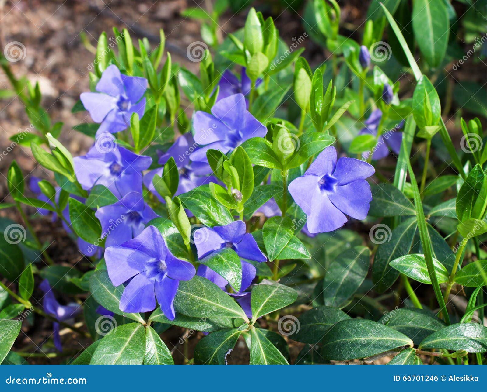 Periwinkle Vinca Blue Spring Flowers Stock Photo - Image of bush, leaf ...