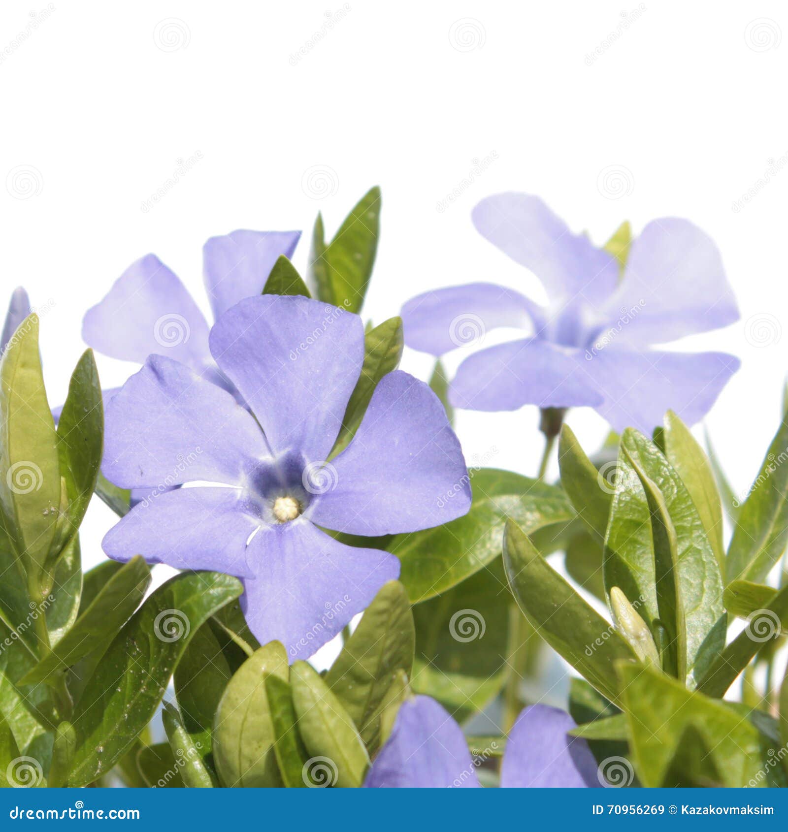 Periwinkle (Vinca) Flower Isolated on White Stock Image - Image of ...