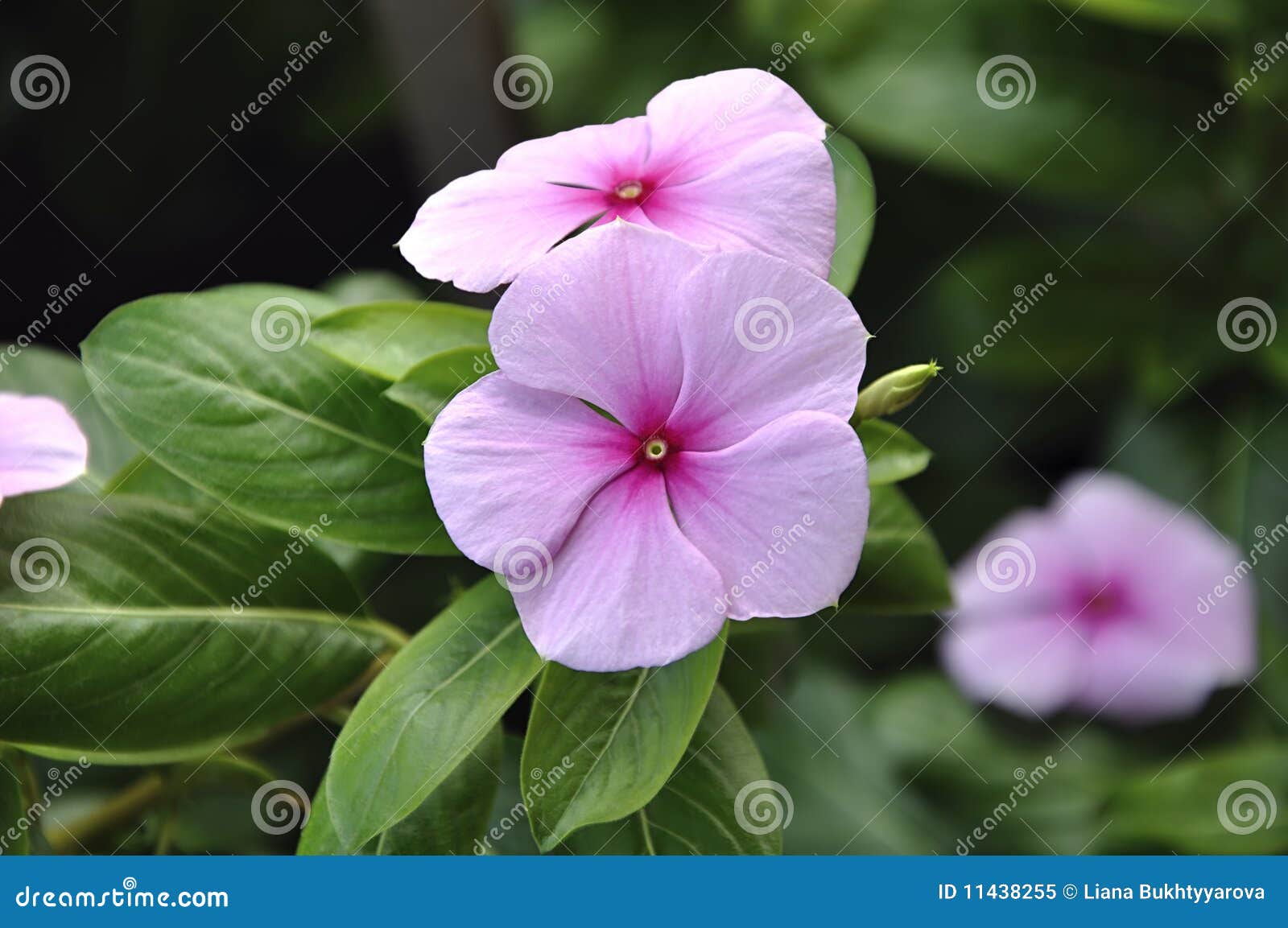 Periwinkle (Vinca) Flowers. Stock Image - Image of evergreen, tropical ...