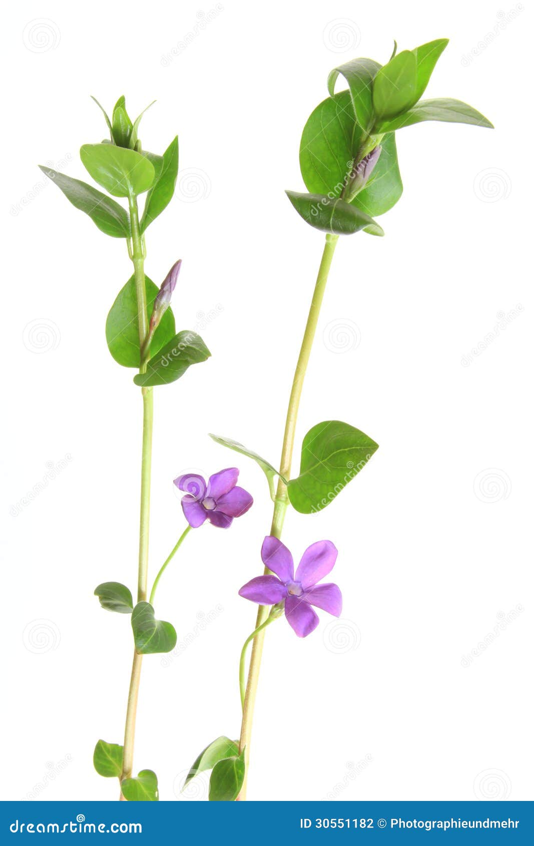 Periwinkle stock photo. Image of blooming, apocynaceae - 30551182