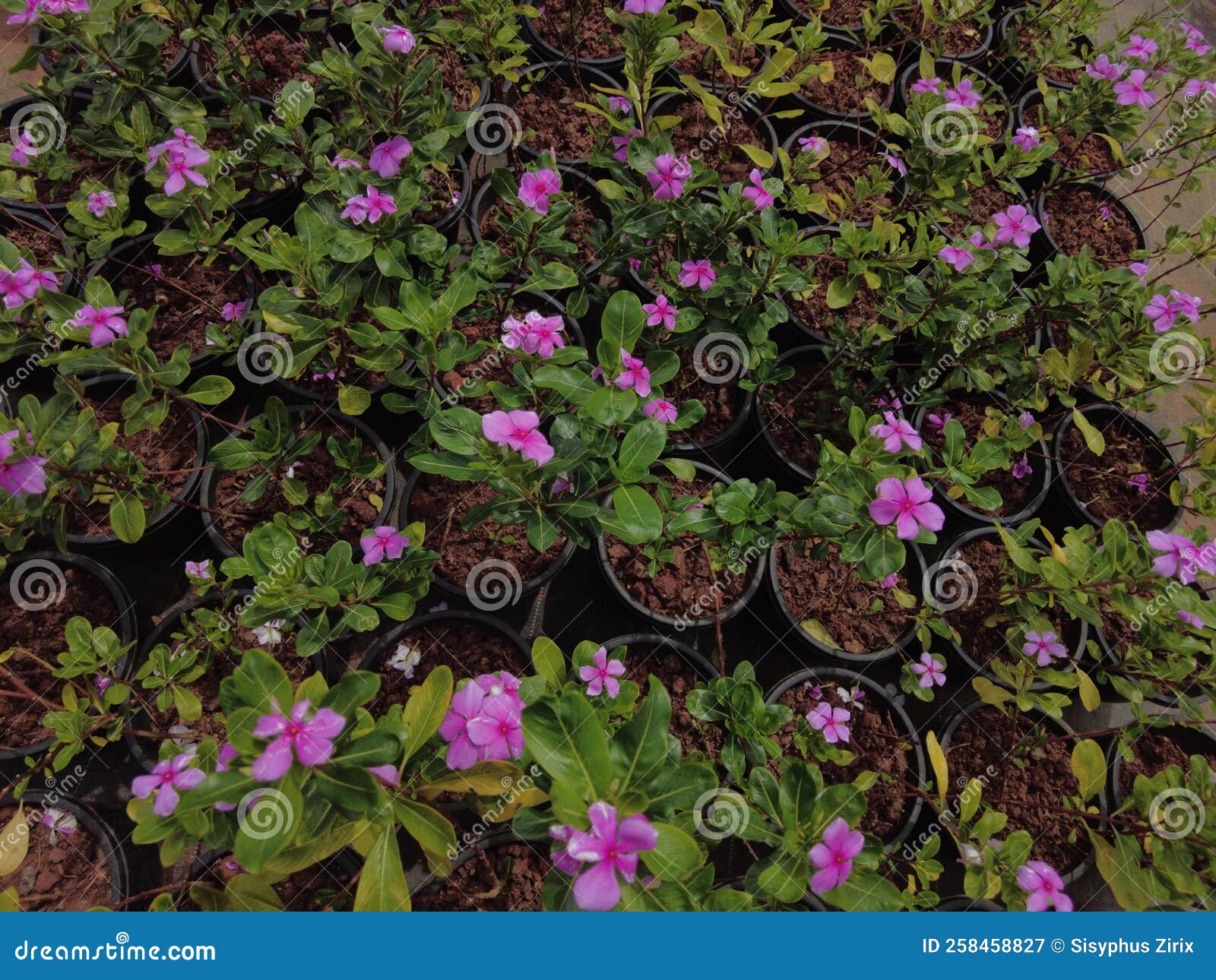 Periwinkle (Vinca) Plants in the Garden Stock Image - Image of woodland ...