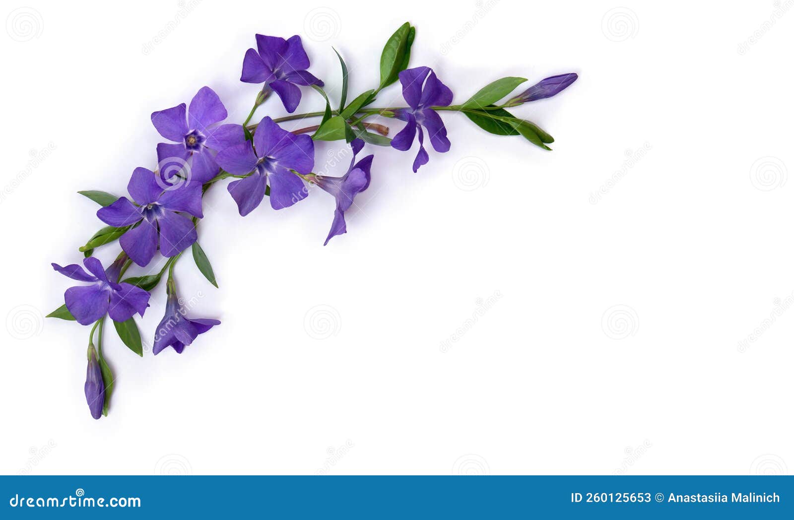Periwinkle Violet Flowers on a White Background with Space for Text ...