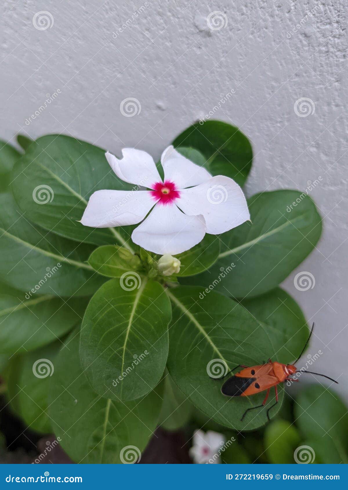 Periwinkle White Flower. Leaves on Bugs Stock Image - Image of blossom ...