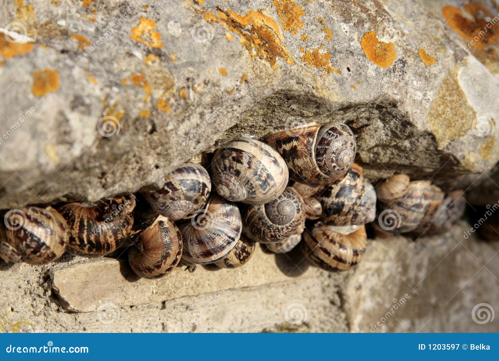 Periwinkles stock image. Image of beach, seaside, travel - 1203597