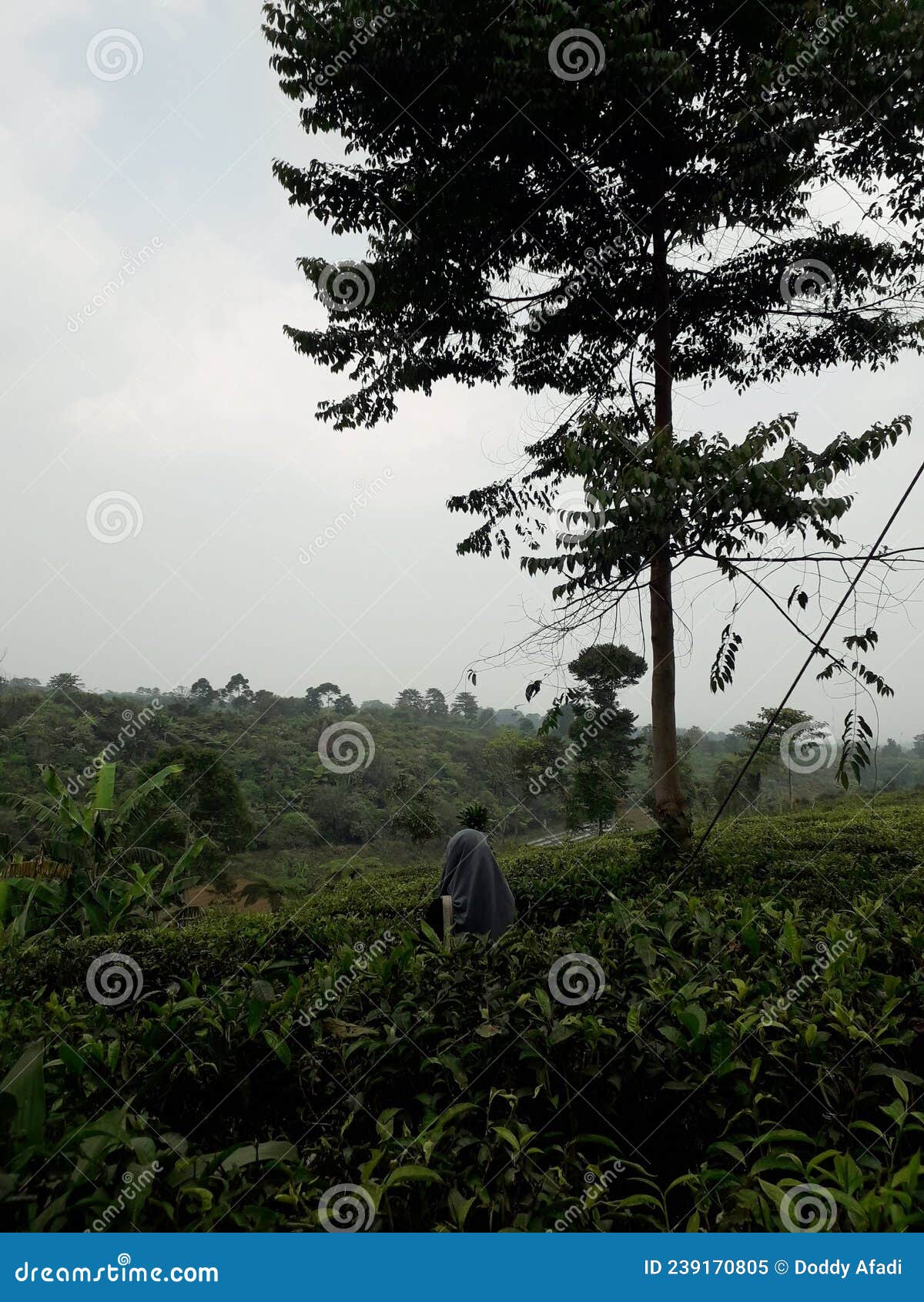 Perkebunan teh dibogor stock image. Image of dibogor - 239170805
