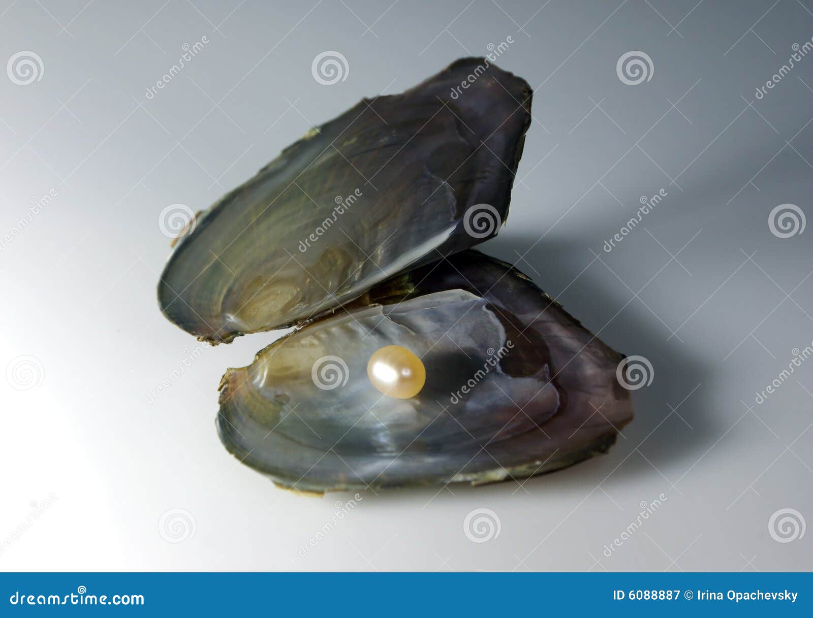 Perla imagen de archivo. Imagen de belleza, lujo, brillante - 6088887