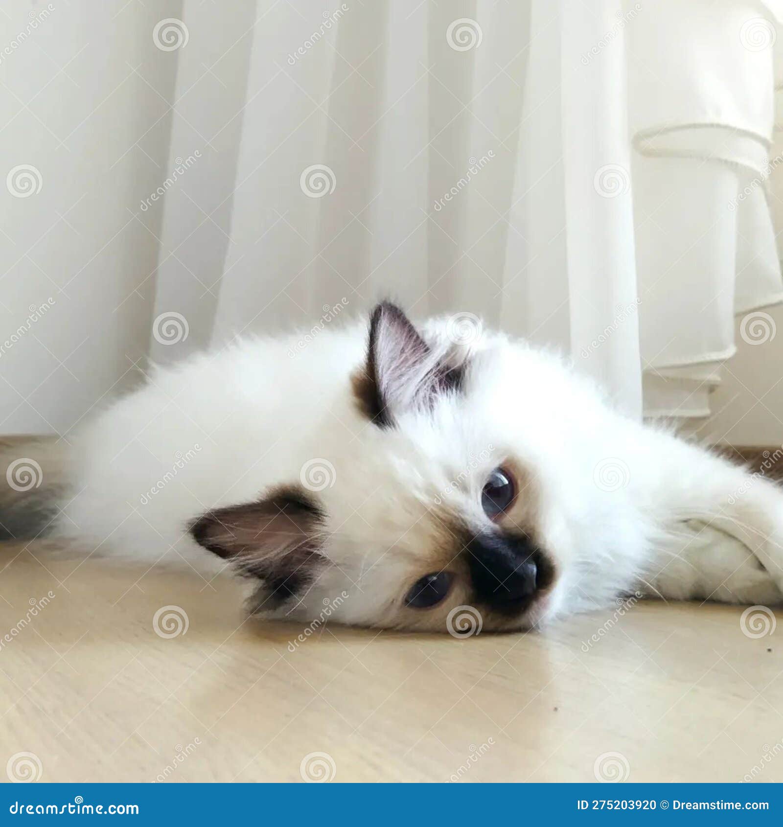 Perla cat stock photo. Image of ragdoll, white, perla - 275203920