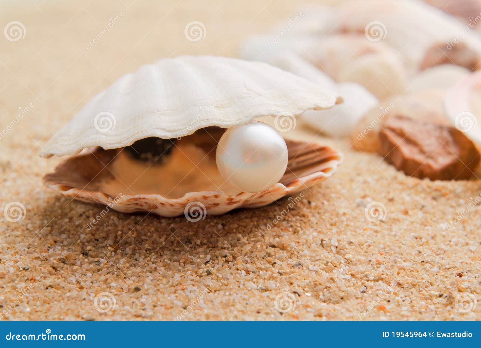Perla en el seashell foto de archivo. Imagen de perfecto - 19545964