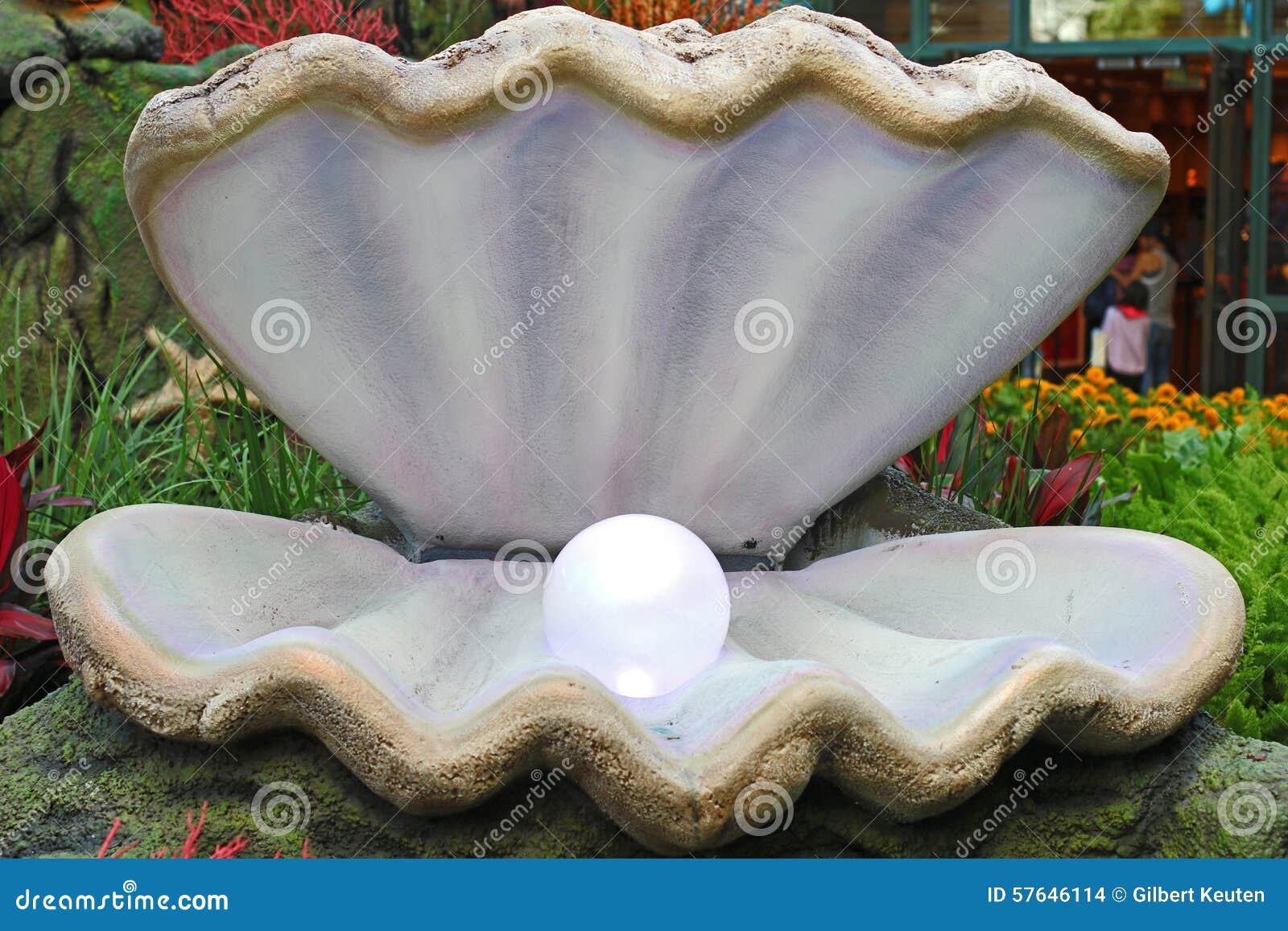 Perla en ostra abierta imagen de archivo editorial. Imagen de adentro ...