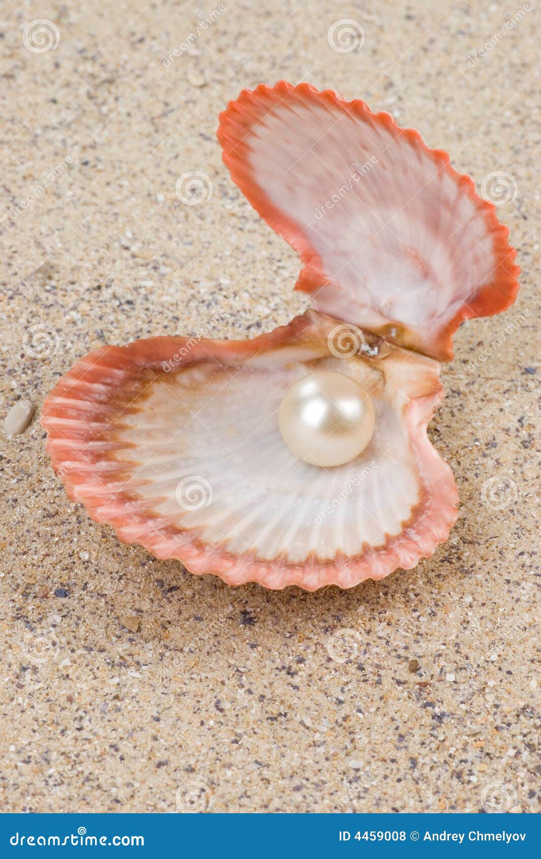 Perla en shell foto de archivo. Imagen de ostras, sorpresa - 4459008