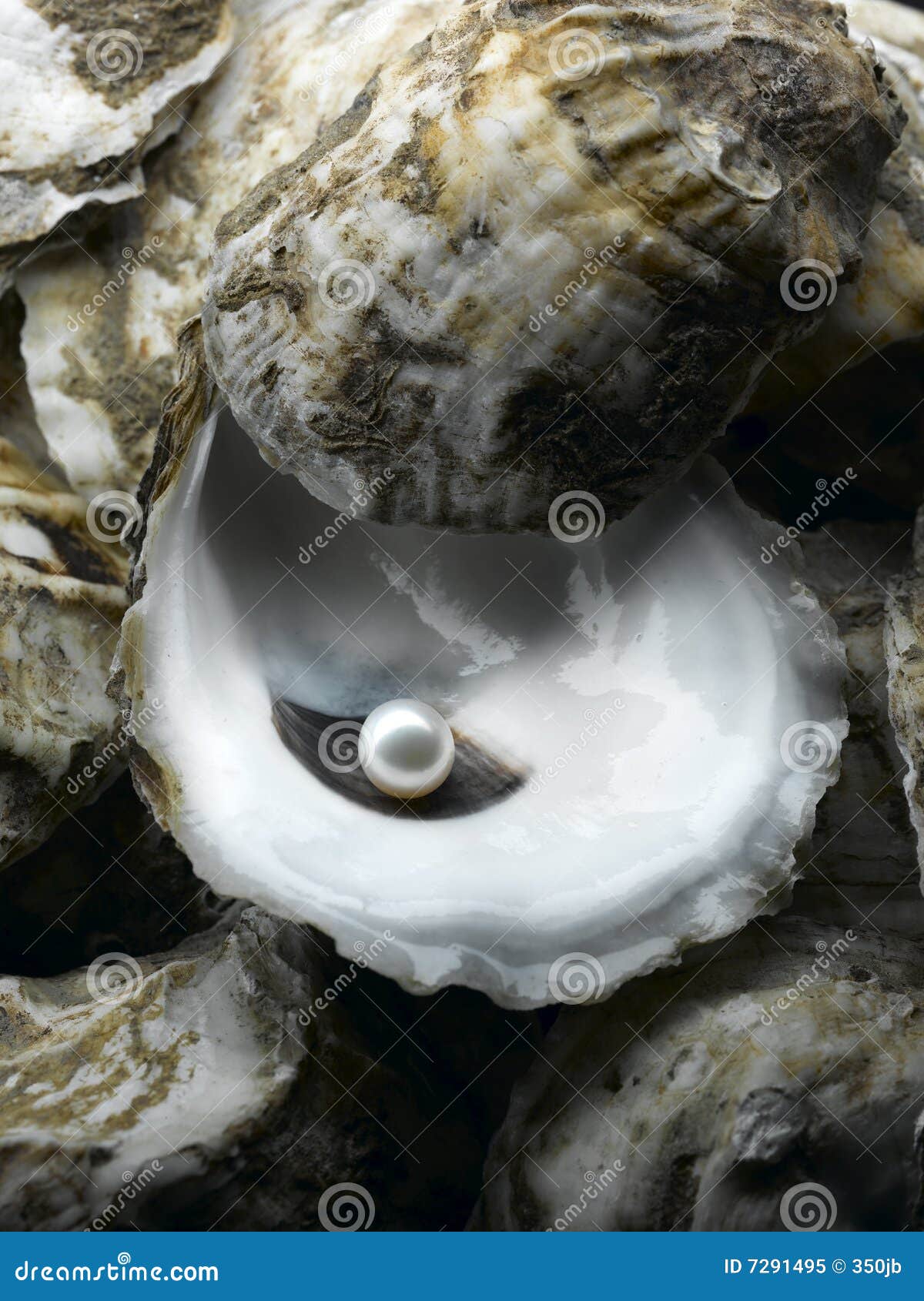 Perla en shell de ostra imagen de archivo. Imagen de verano - 7291495