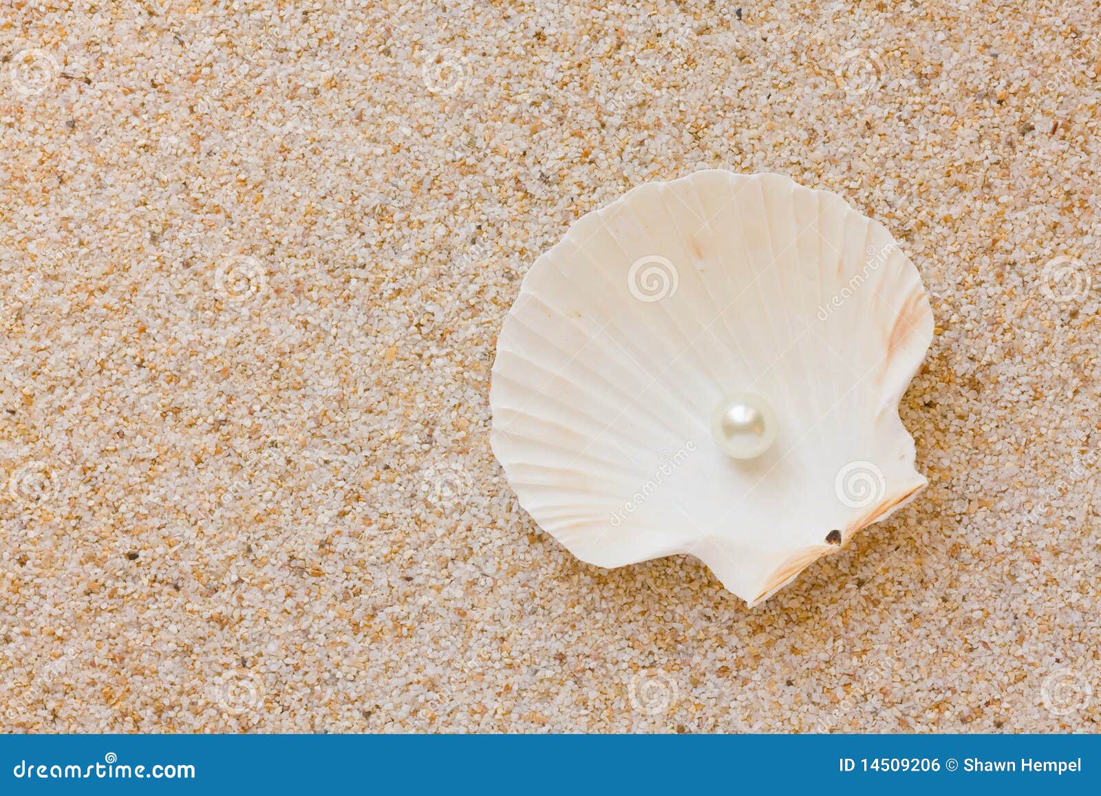 Perla en shell del mar foto de archivo. Imagen de primer - 14509206