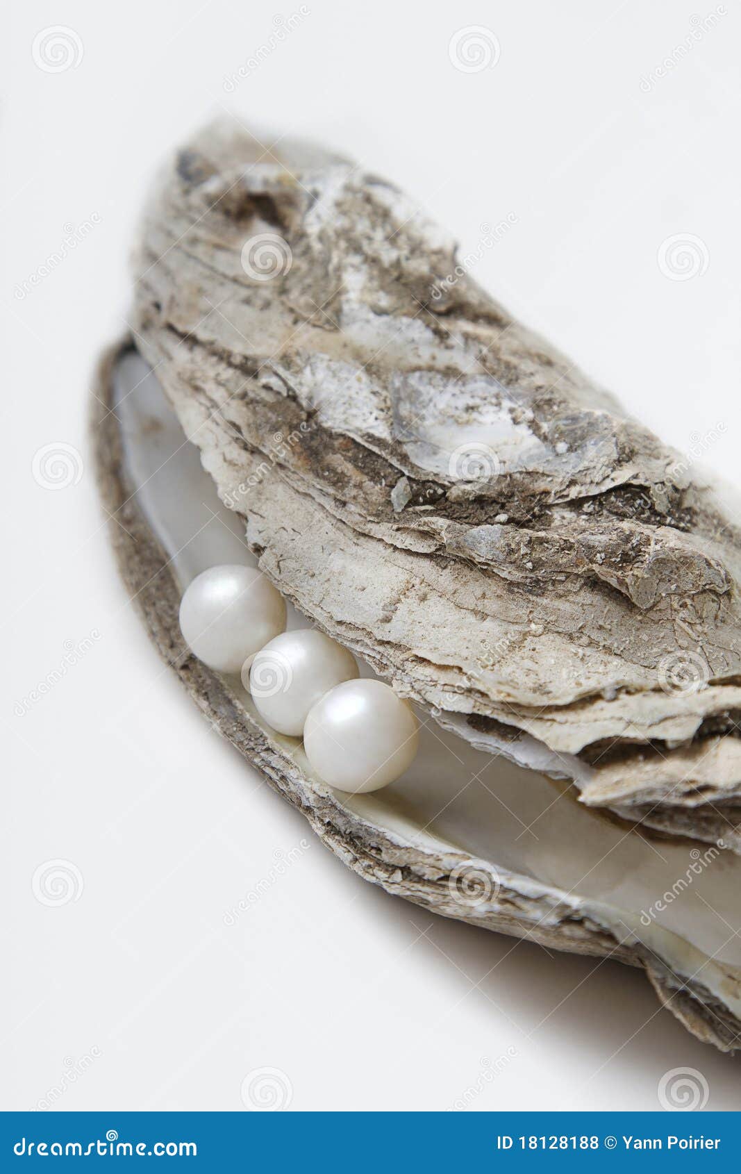 Perla y ostra foto de archivo. Imagen de alimento, raro - 18128188