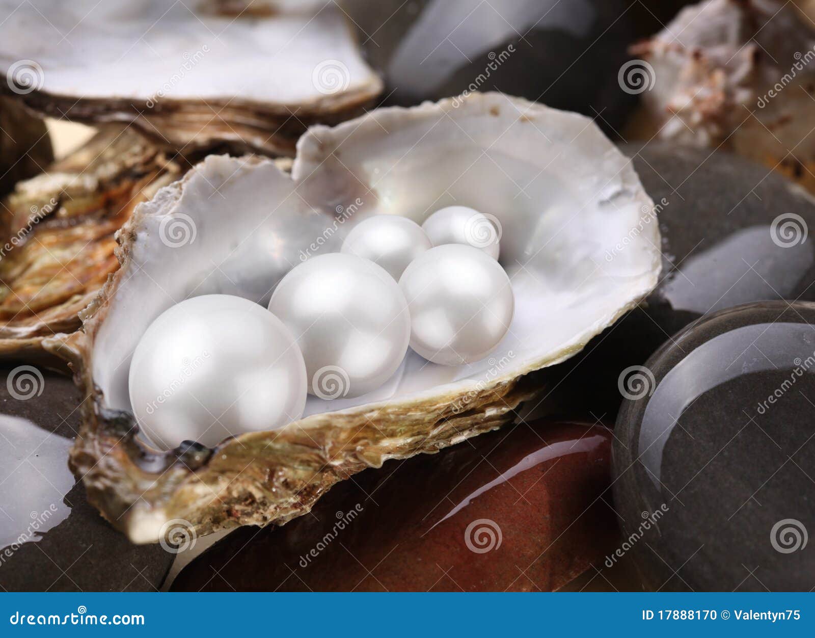 Perlas Del Placer De La Imagen En Un Shell Foto de archivo - Imagen de ...