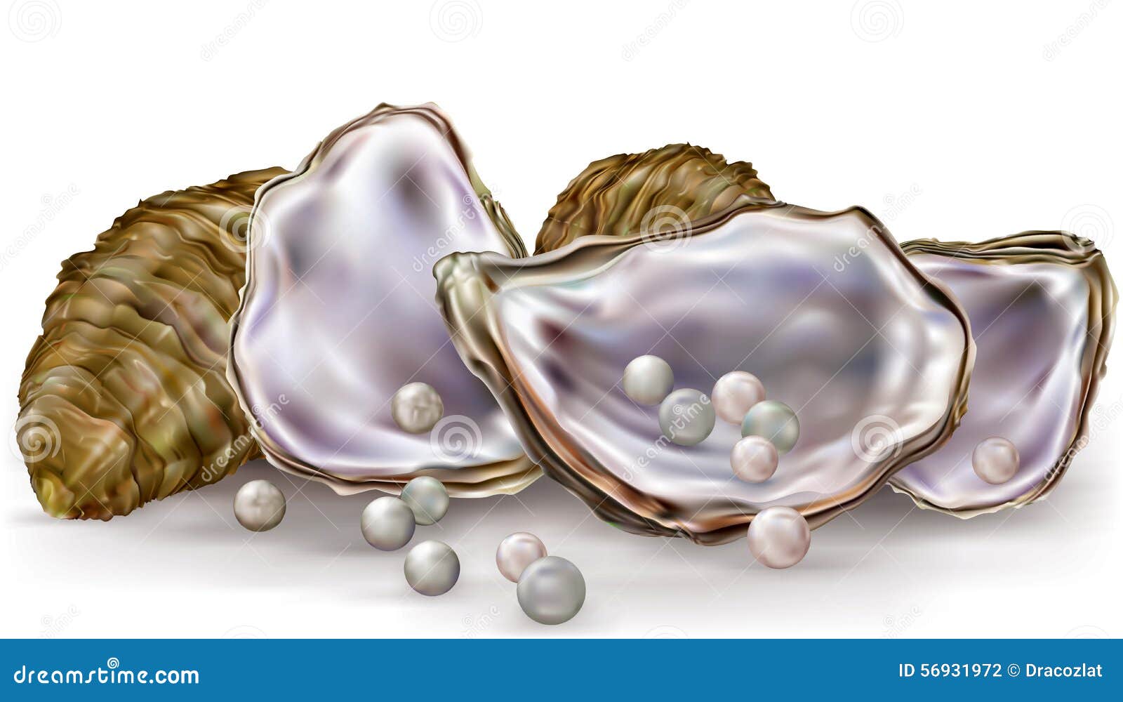 Perlas En Las Ostras En Un Blanco Ilustración del Vector - Ilustración ...