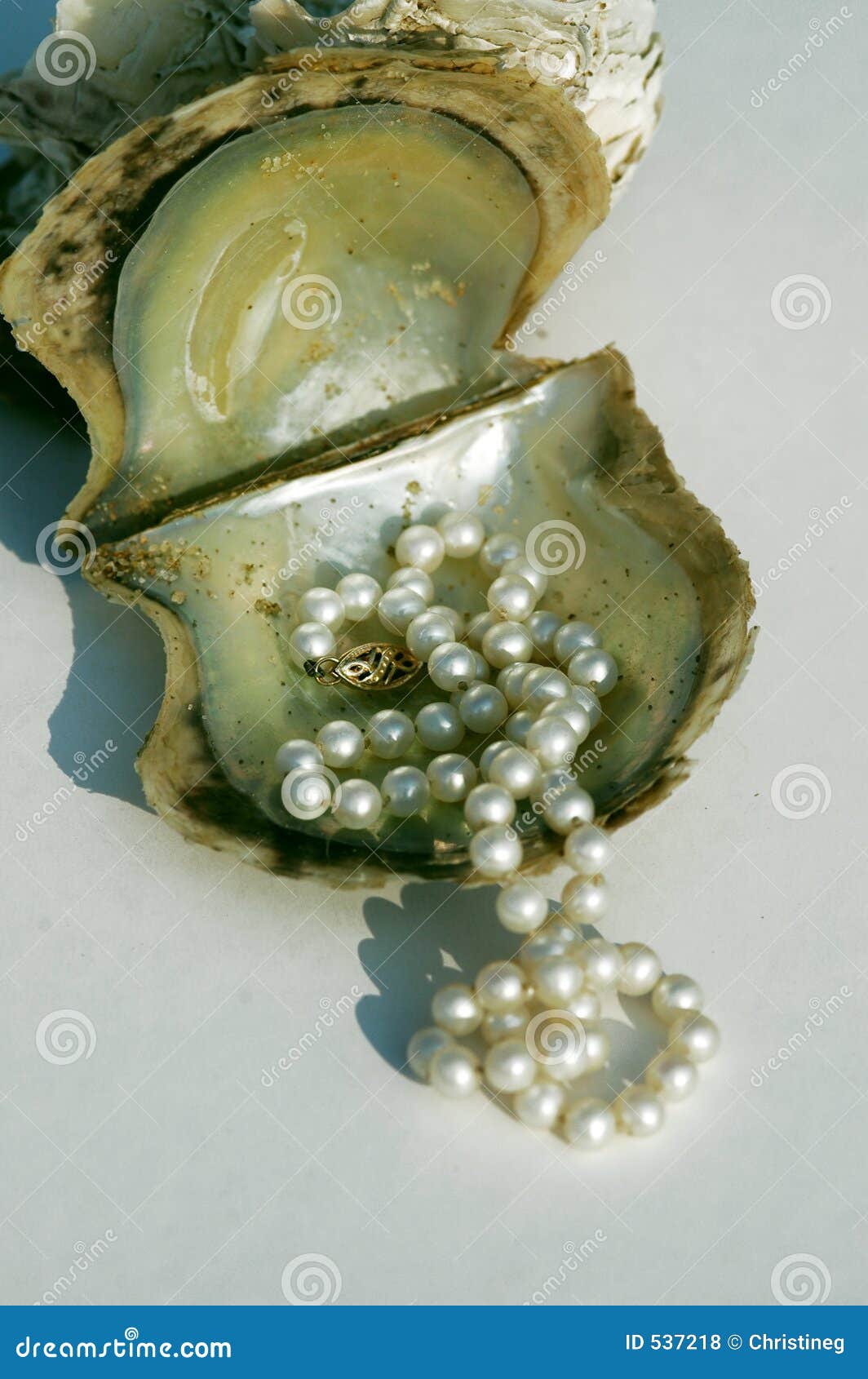 Perlas en shell de ostra foto de archivo. Imagen de ostra - 537218