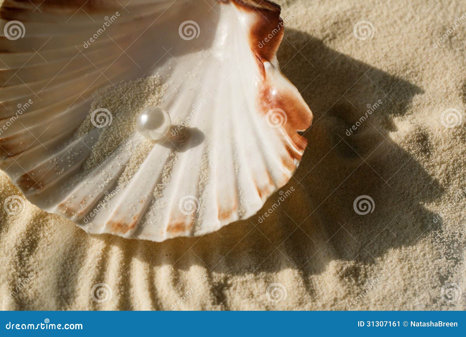 Perle dans le coquillage image stock. Image du nature - 31307161