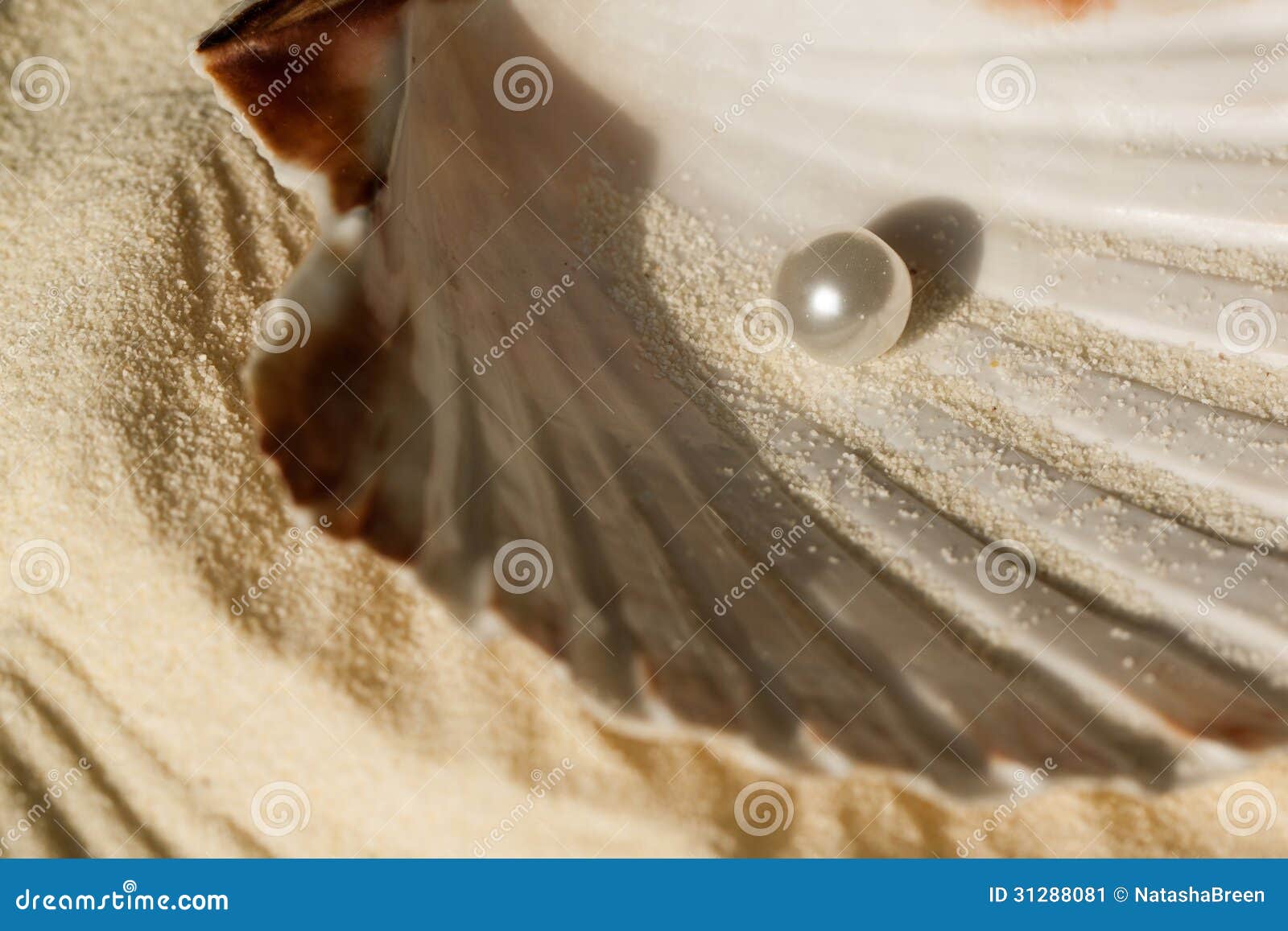 Perle in der Muschel stockbild. Bild von freizeit, kammuschel - 31288081