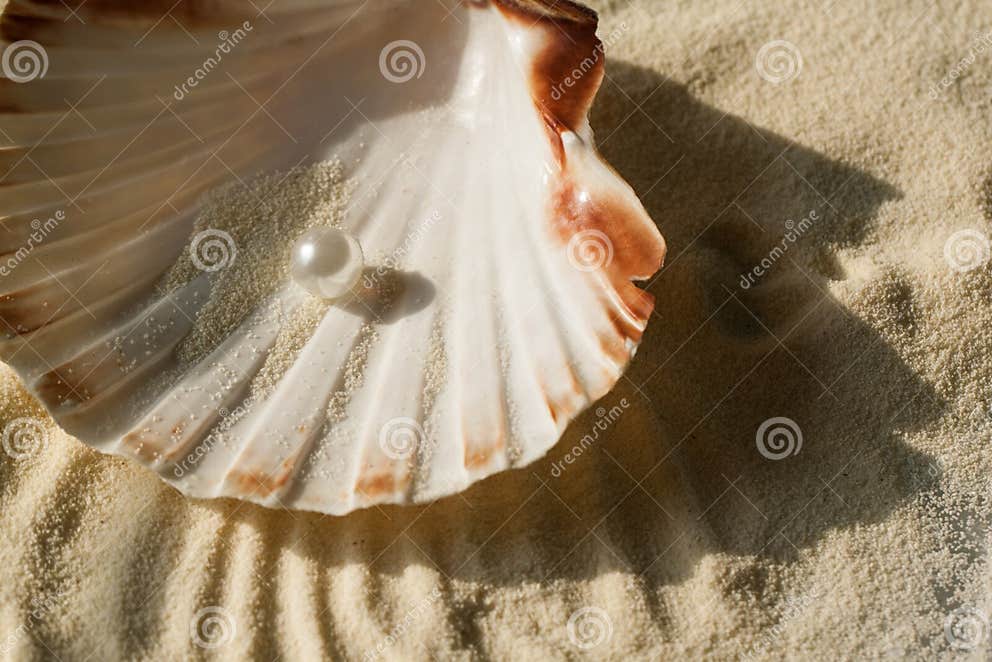 Perle in der Muschel stockbild. Bild von orange, vollkommen - 31307161