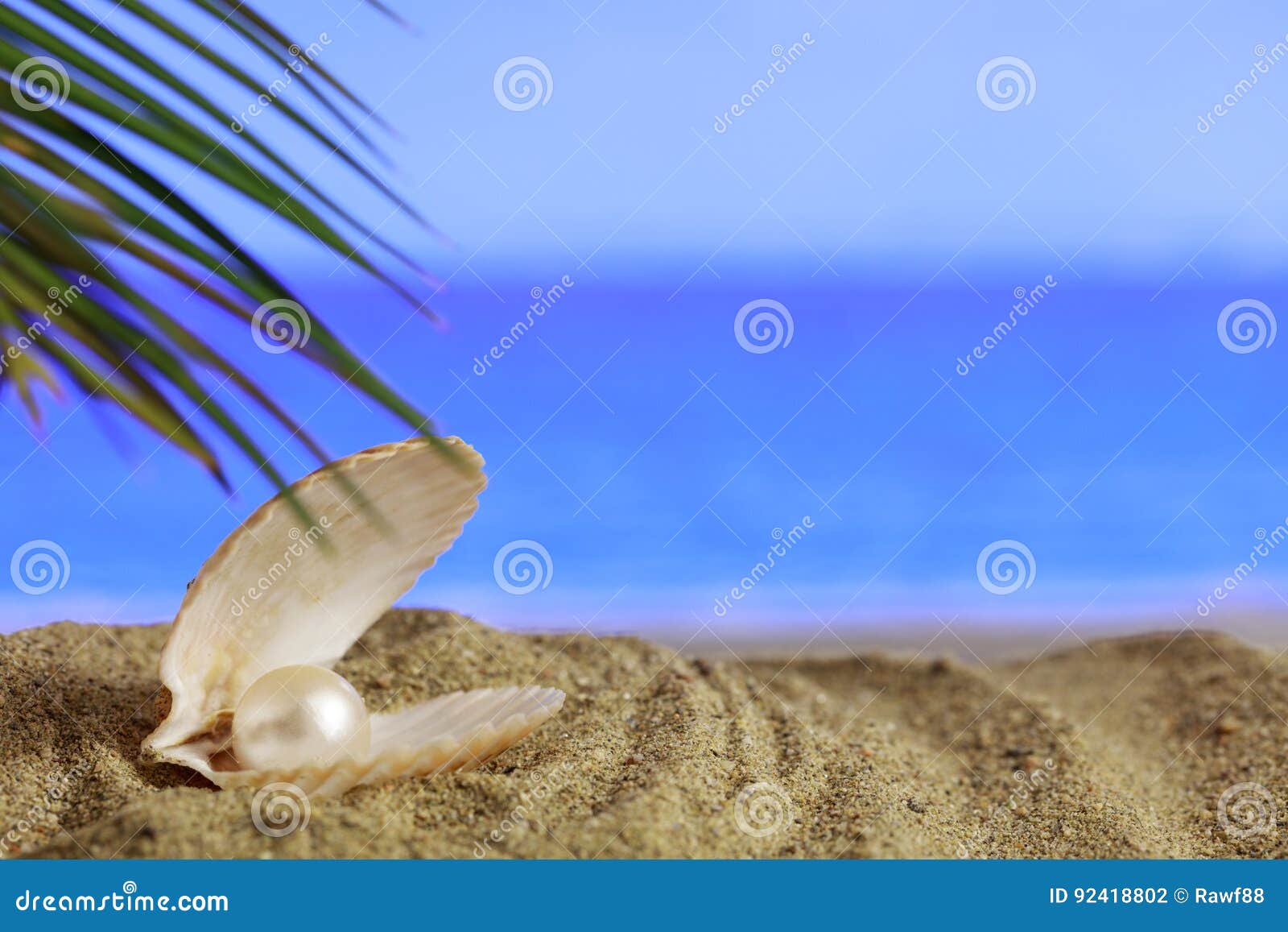 Perle in Einer Muschel - Kopieren Sie Raum Stockfoto - Bild von ozean ...