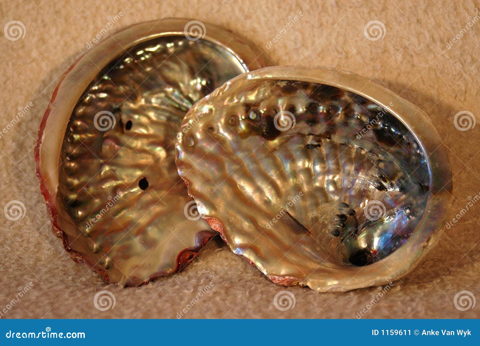 Perlemoen stock image. Image of conservation, fish, jewelry - 1159611
