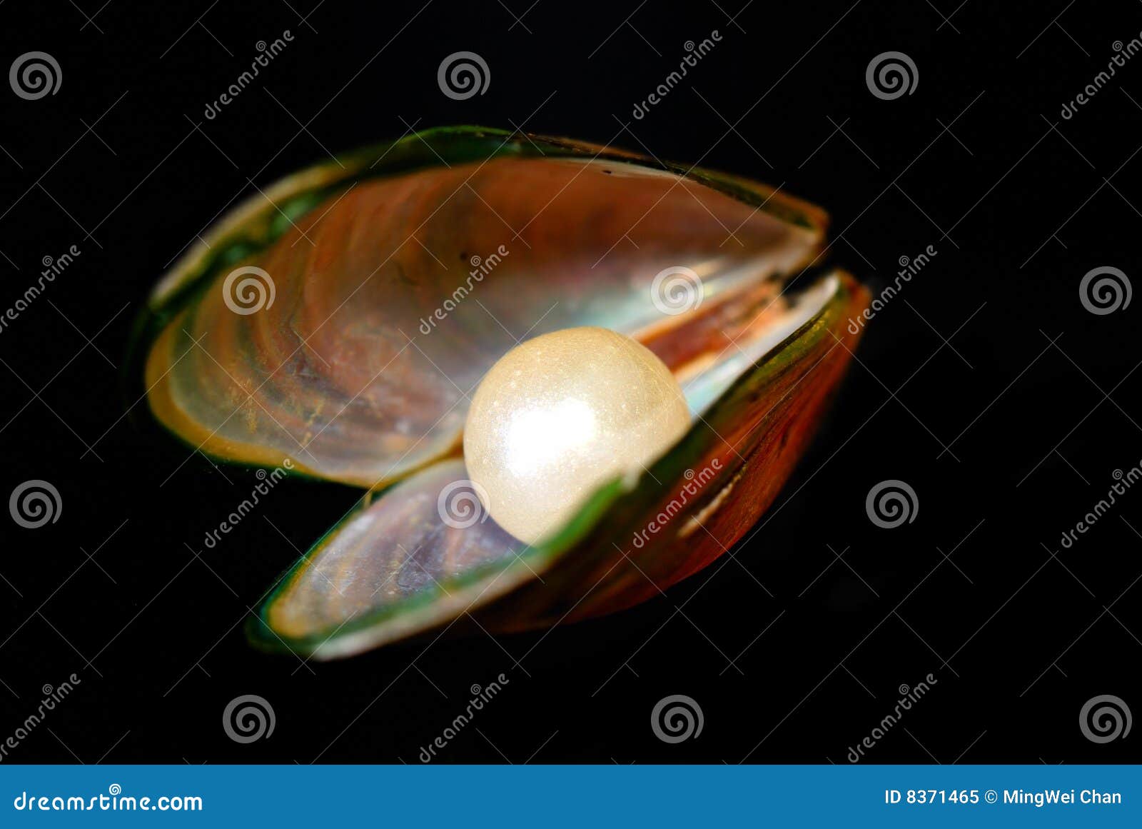 Perlen-Muschel stockbild. Bild von glück, perlen, sonderkommando - 8371465