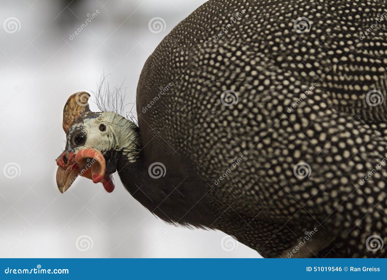 Perlhuhn - Schwarzer Vogel Mit Weißen Punkten Stockfoto - Bild von ...