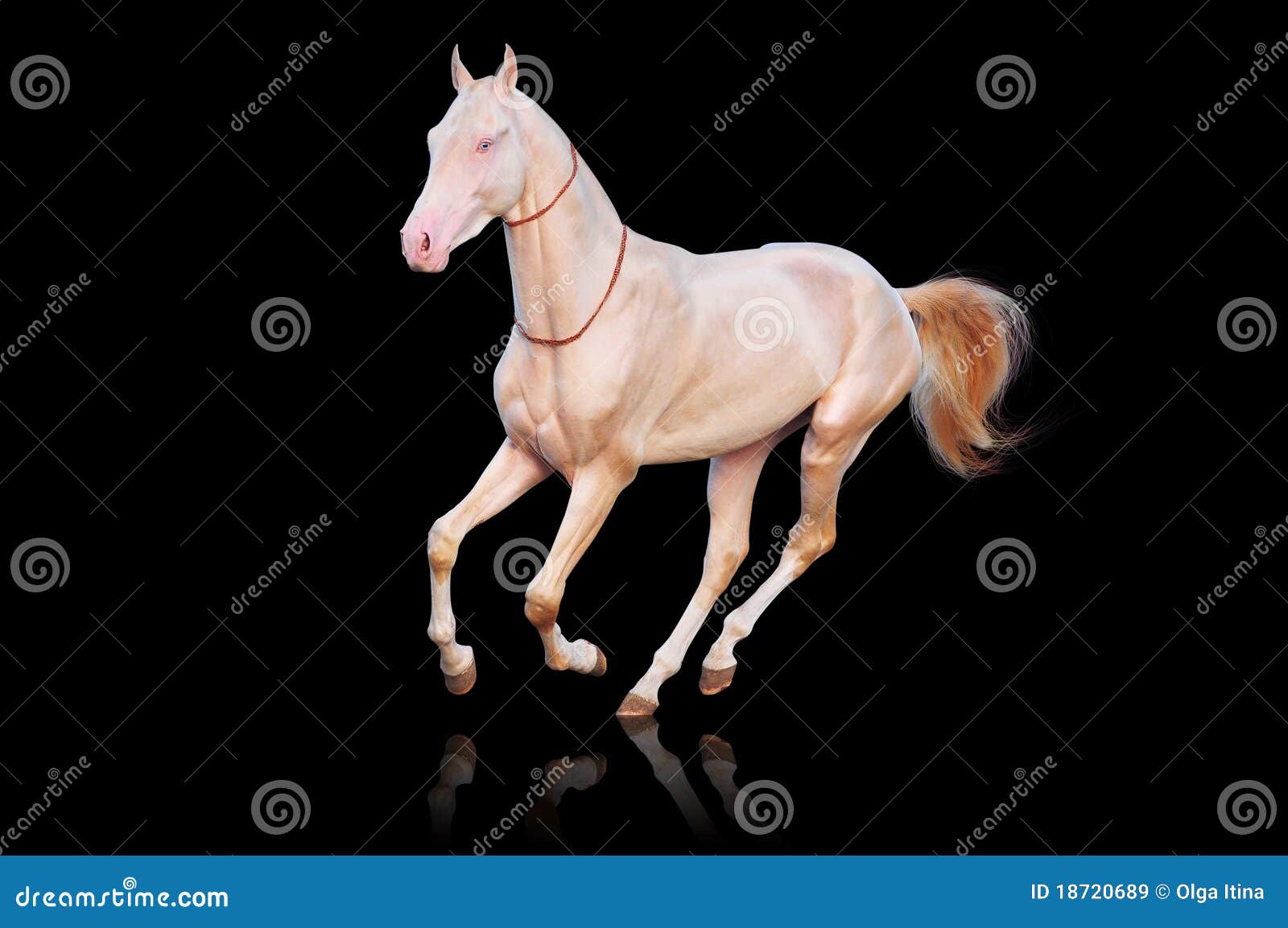 Perlino Horse Isolated on White Stock Image - Image of force, reflect ...