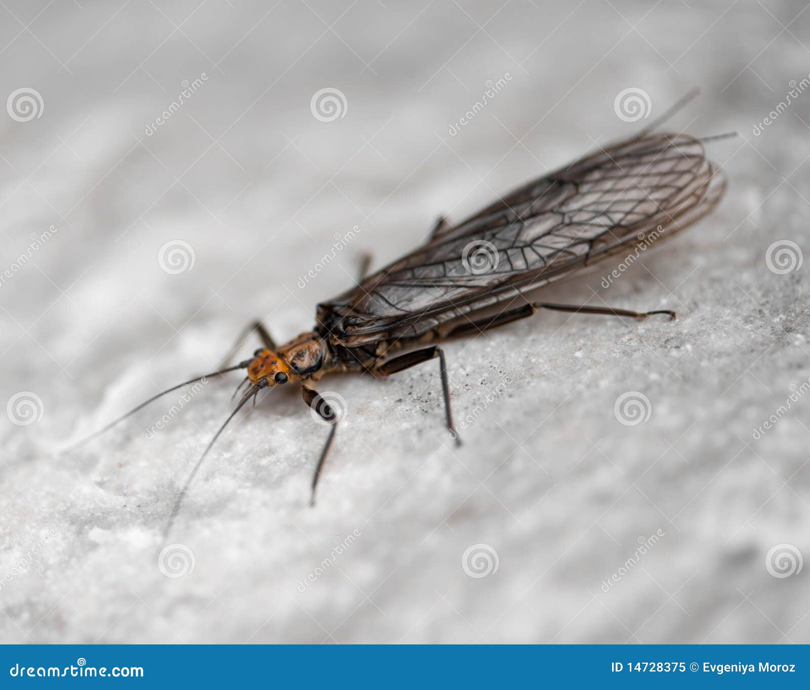 Perlodid Stonefly (Perlodidae) Stock Image - Image of plecoptera, wings ...