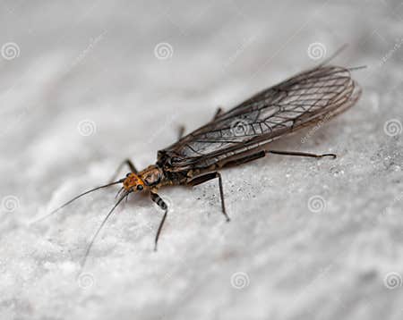 Perlodid Stonefly (Perlodidae) Stock Image - Image of plecoptera, wings ...