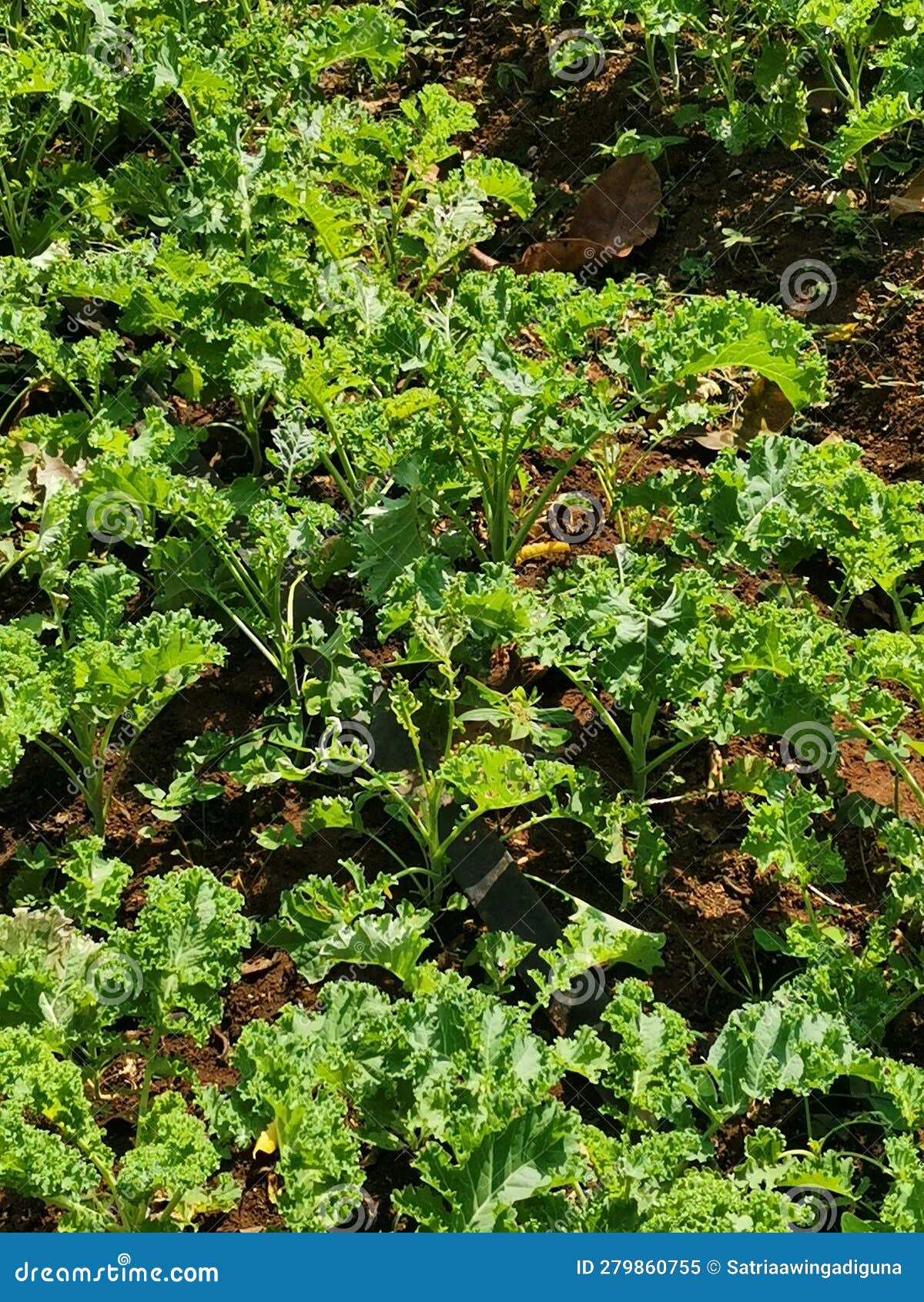 Permaculture Plant Vegetable Healthy Stock Image - Image of plant ...