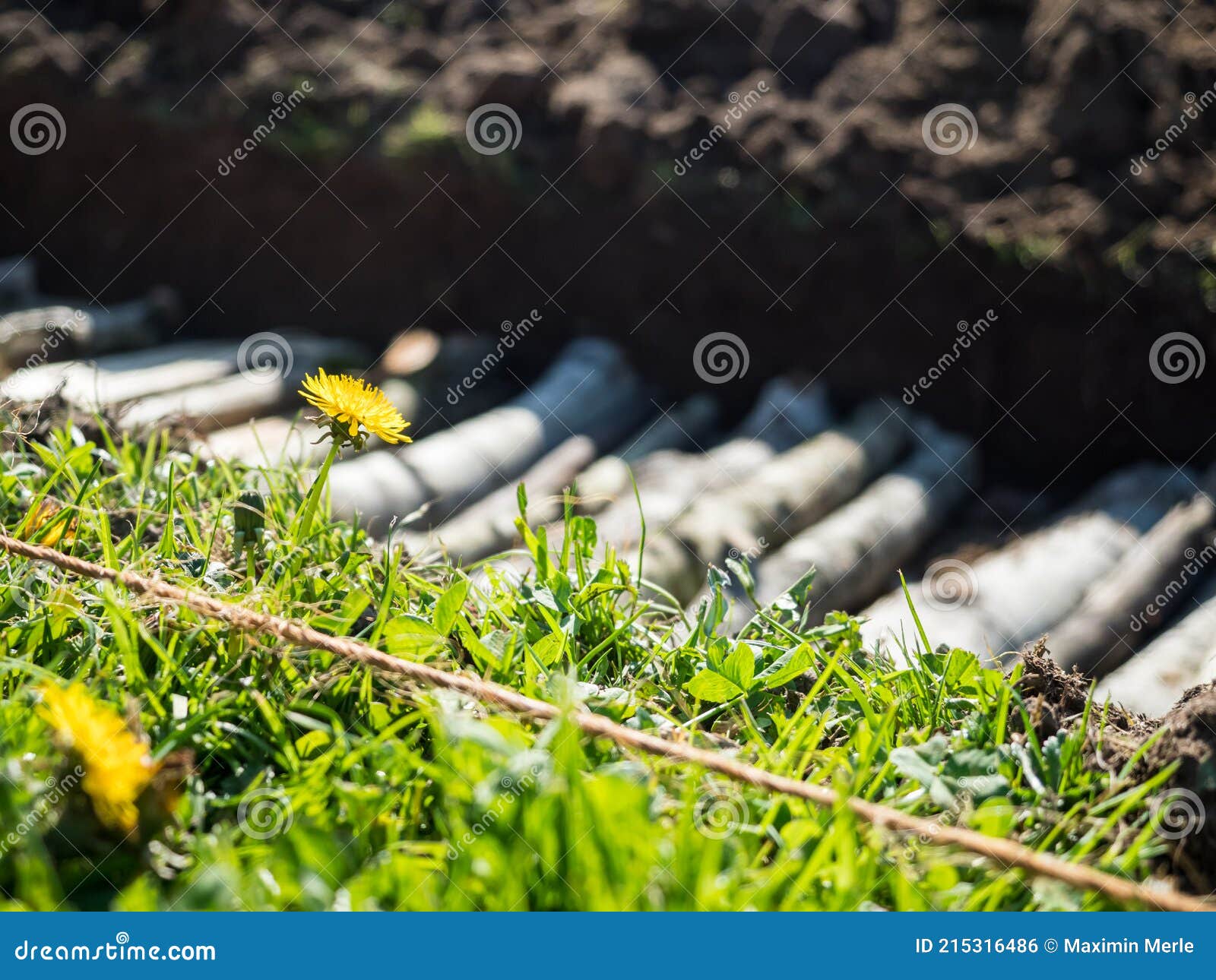 Permaculture Trench Side View Of Half Long Logs Of Wood With Grass ...