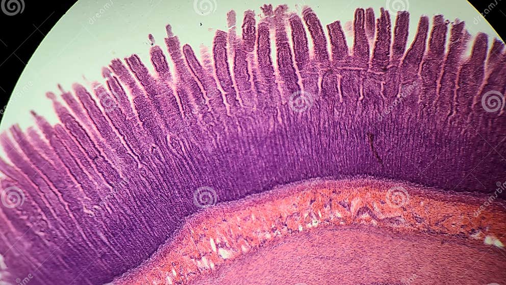 Permanent Preparation of Intestinal Villi Under a Microscope Stock ...