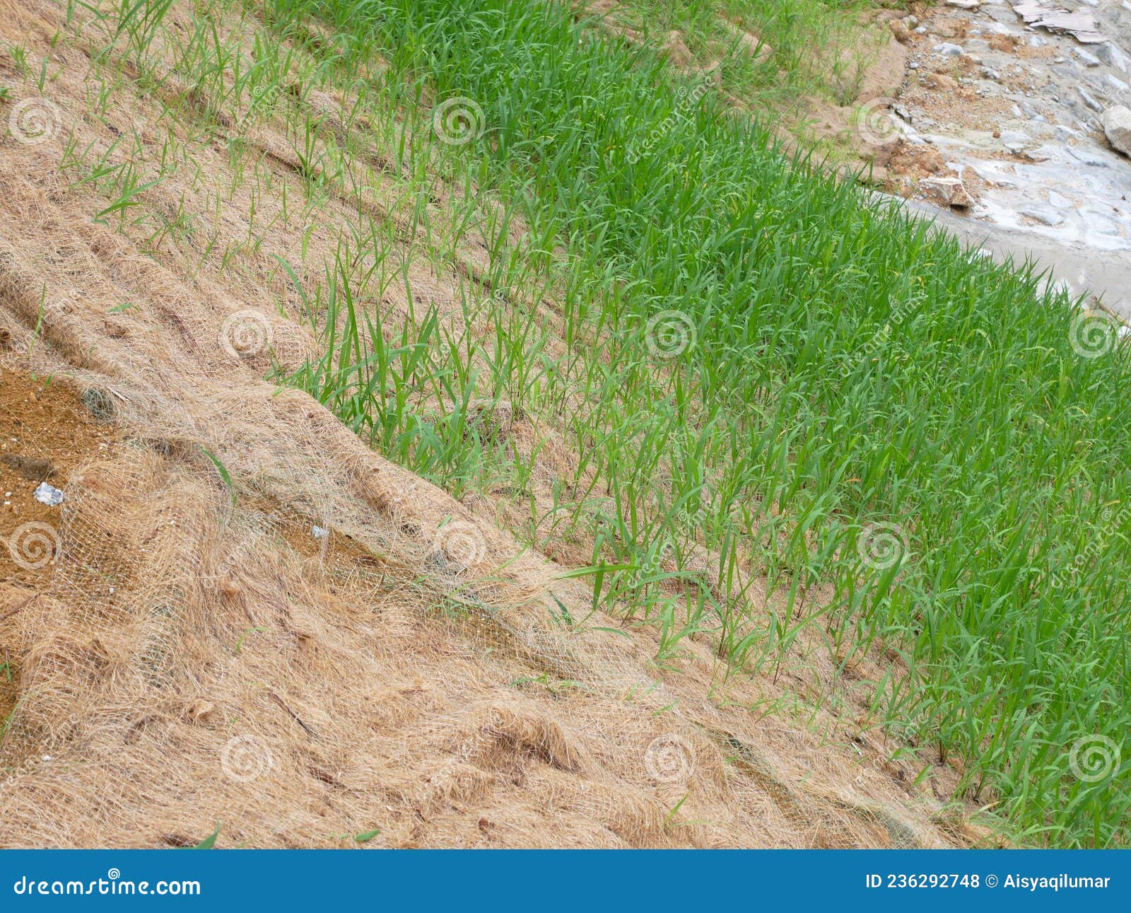 Permanent Slope Protection with Grass Using the Hydroseed Method. Stock ...