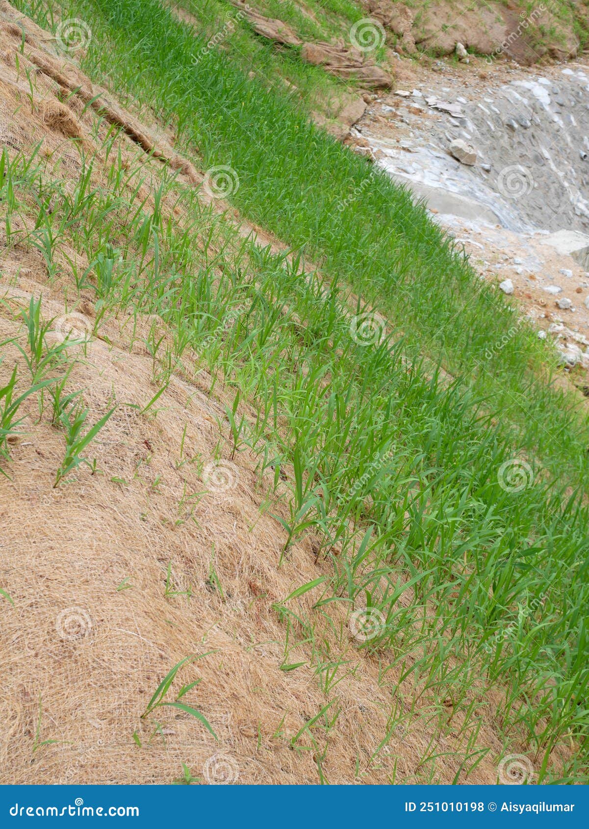 Permanent Slope Protection with Grass Using the Hydroseed Method. the ...