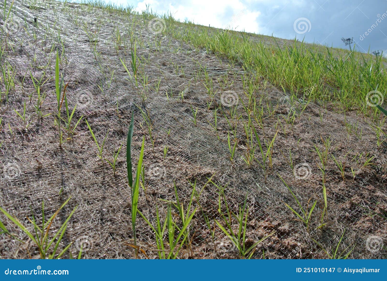 Permanent Slope Protection with Grass Using the Hydroseed Method. the ...