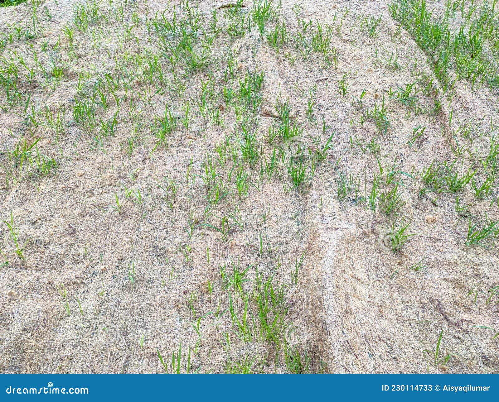 Permanent Slope Protection with Grass Using the Hydroseed Method. Stock ...